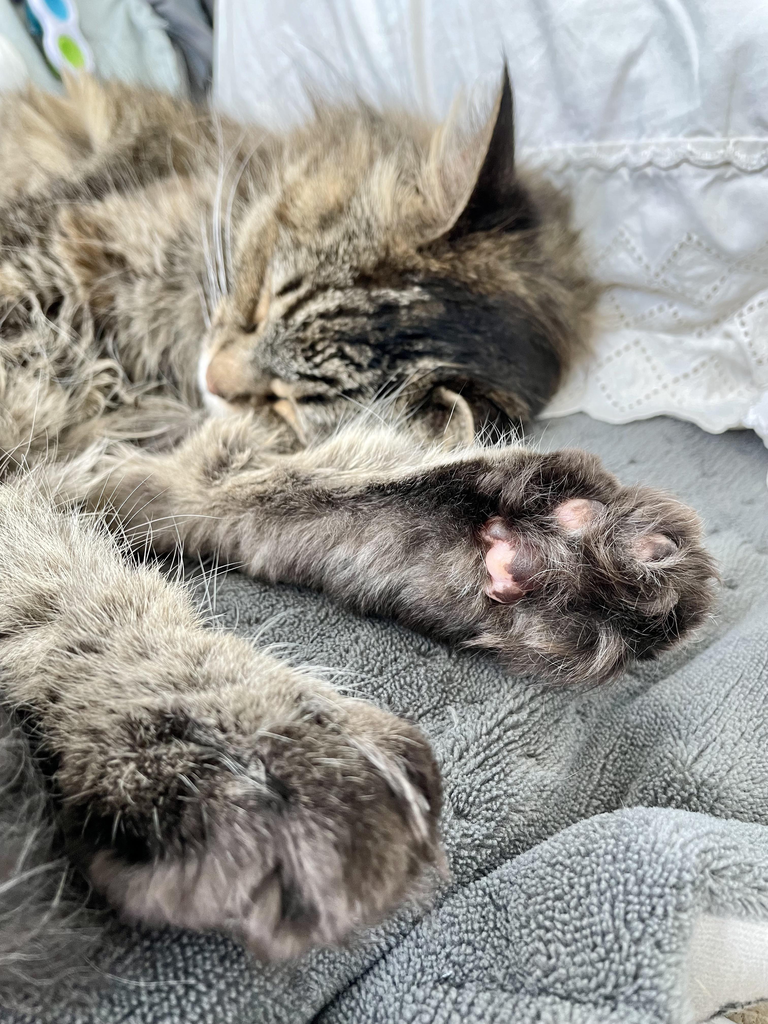 Chocolate drizzled strawberry beans 🍫🍓🐾 | Scrolller