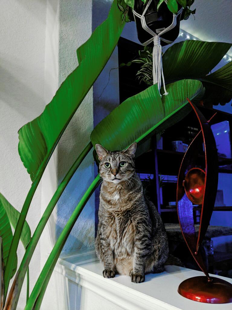 Chonk of Paradise | Scrolller