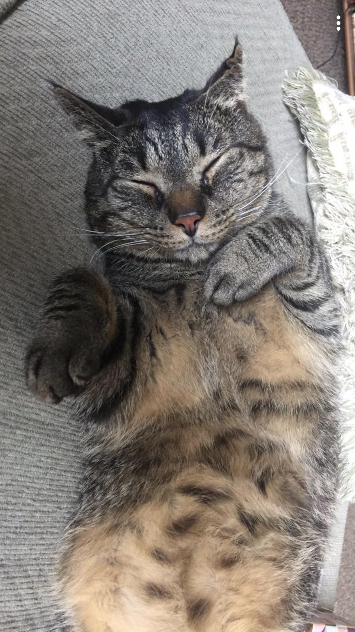 chonky peanuts | Scrolller