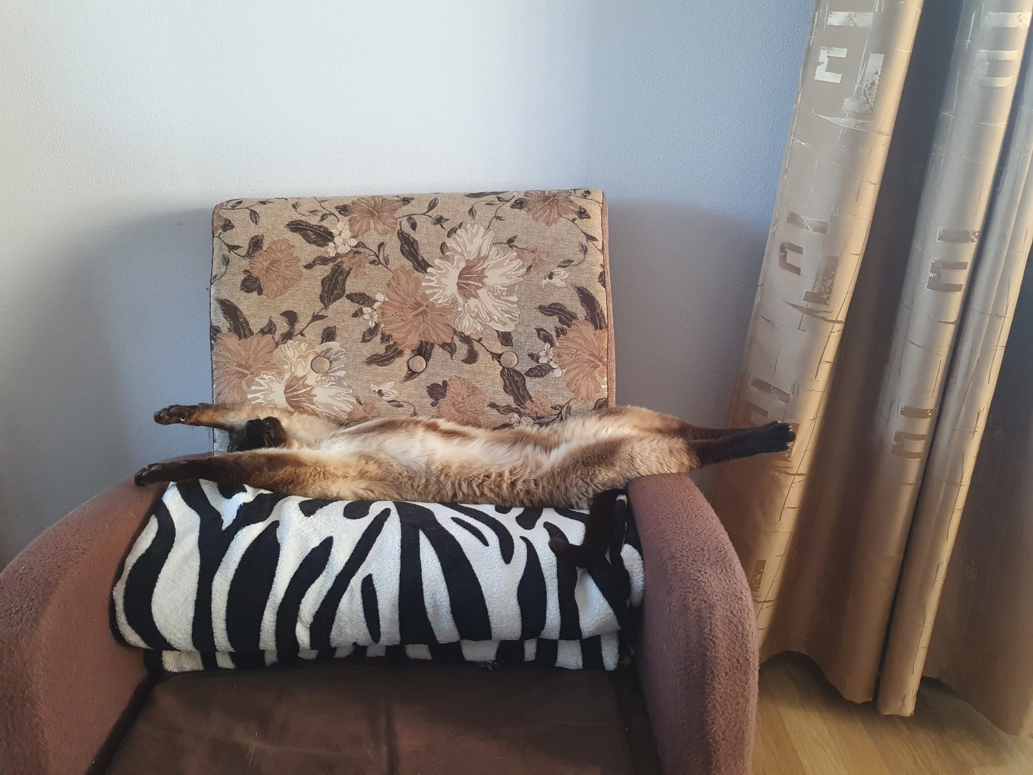 classic siamese longcat | Scrolller