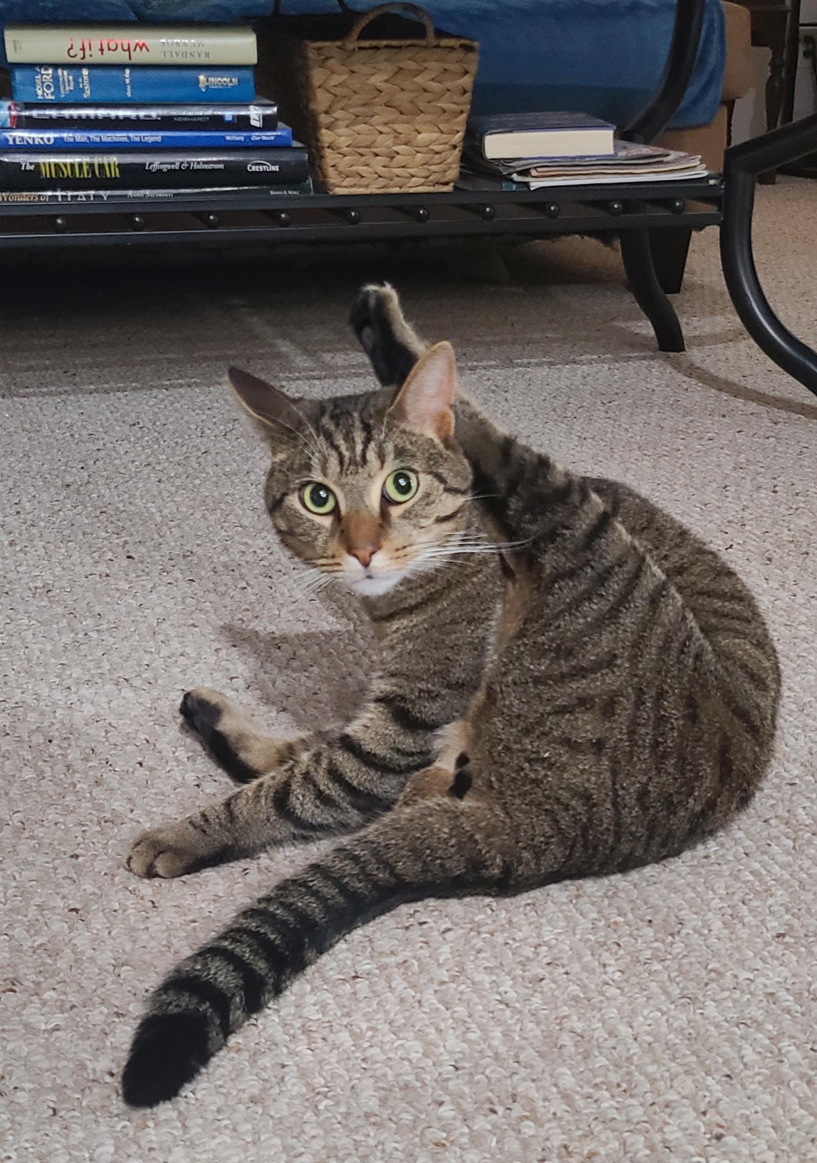 cleanest butthole in all the land | Scrolller