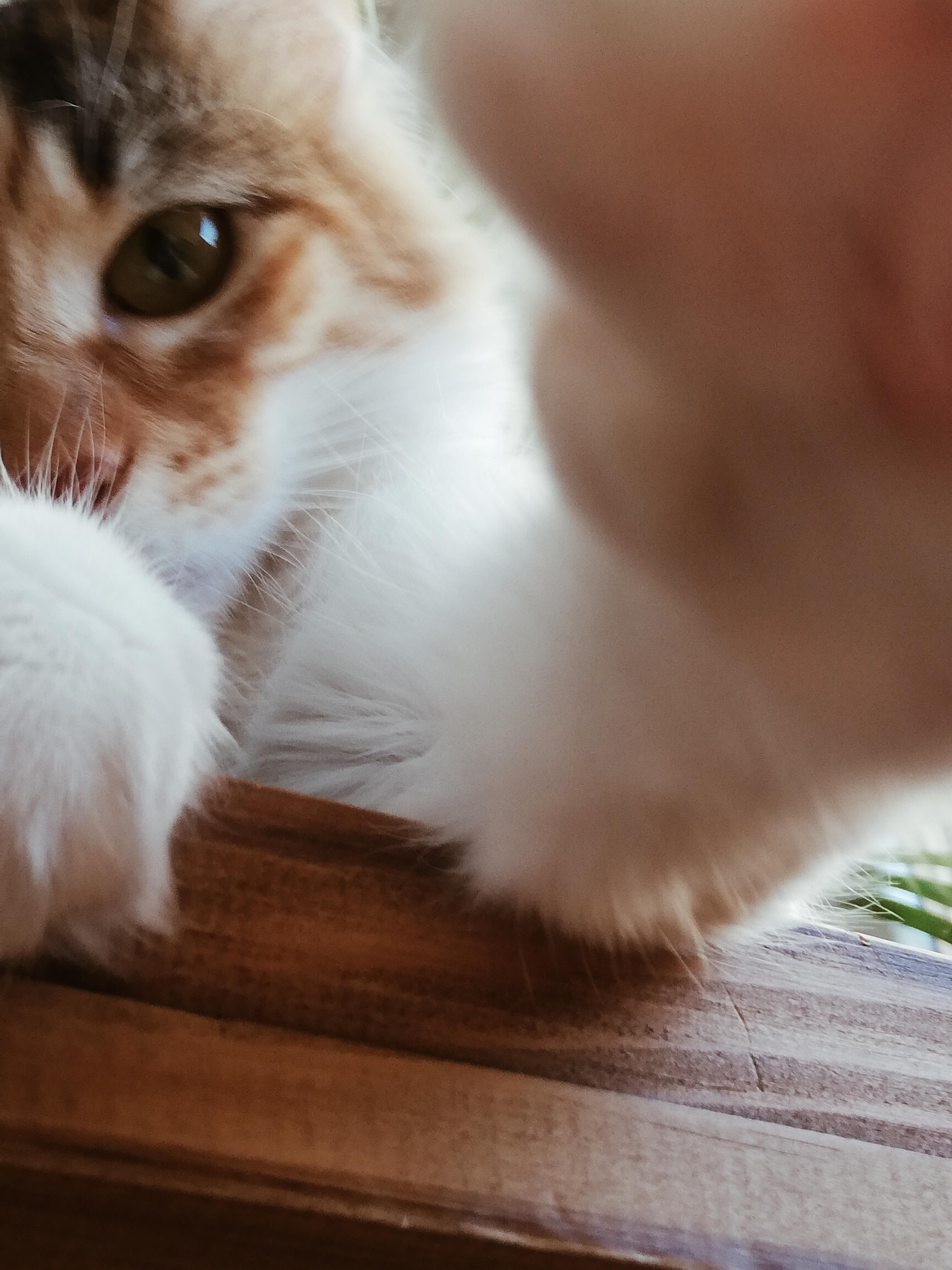 Come hereee | Scrolller