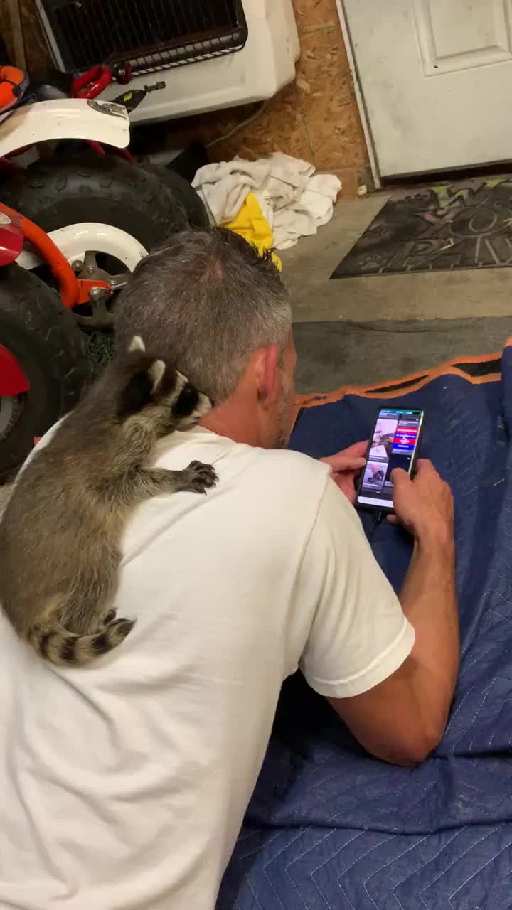 Confession Raccoon | Scrolller