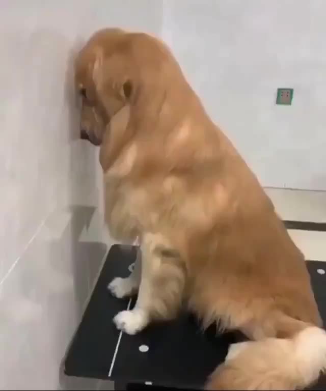 Confirmed guilty | Scrolller