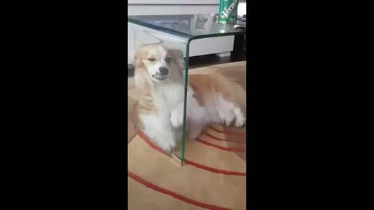 Corgi confused by glass coffee table | Scrolller