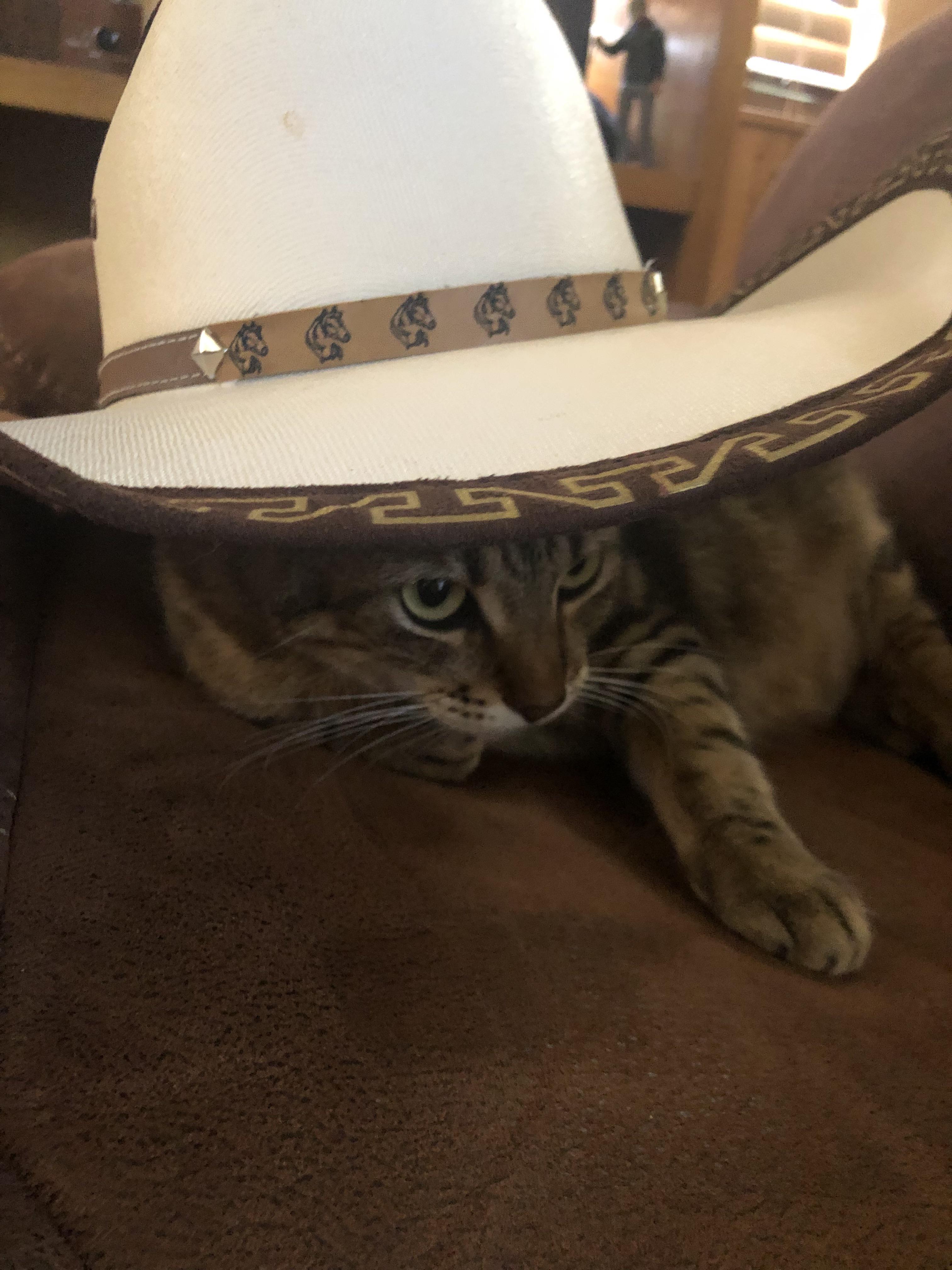 Cowboy Cat | Scrolller