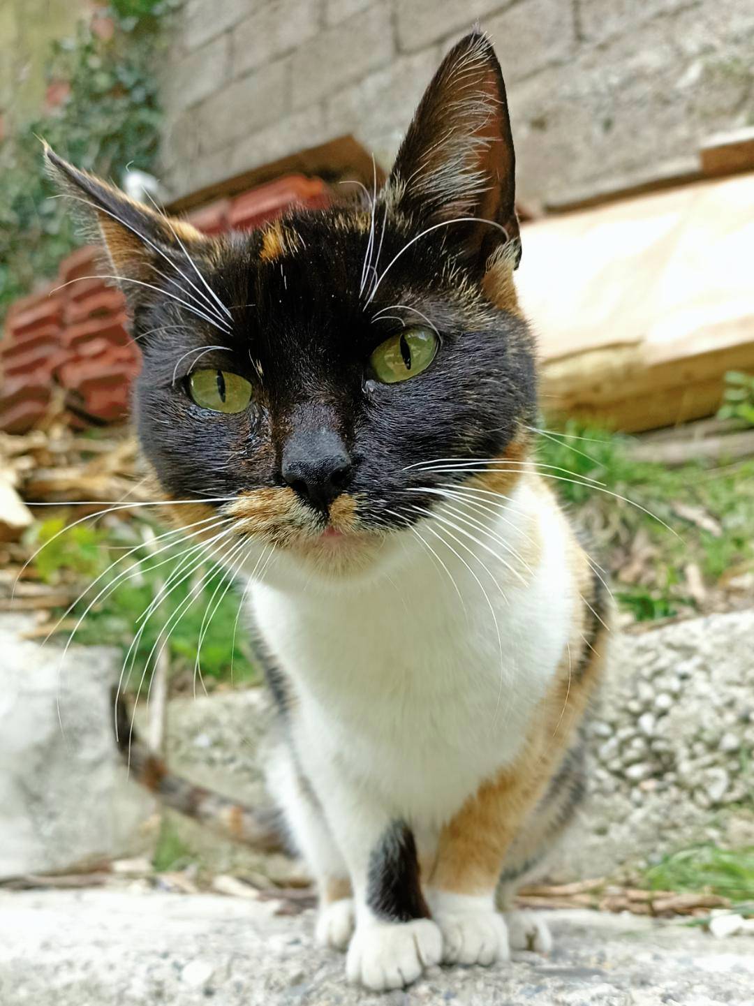 Curious kedi | Scrolller