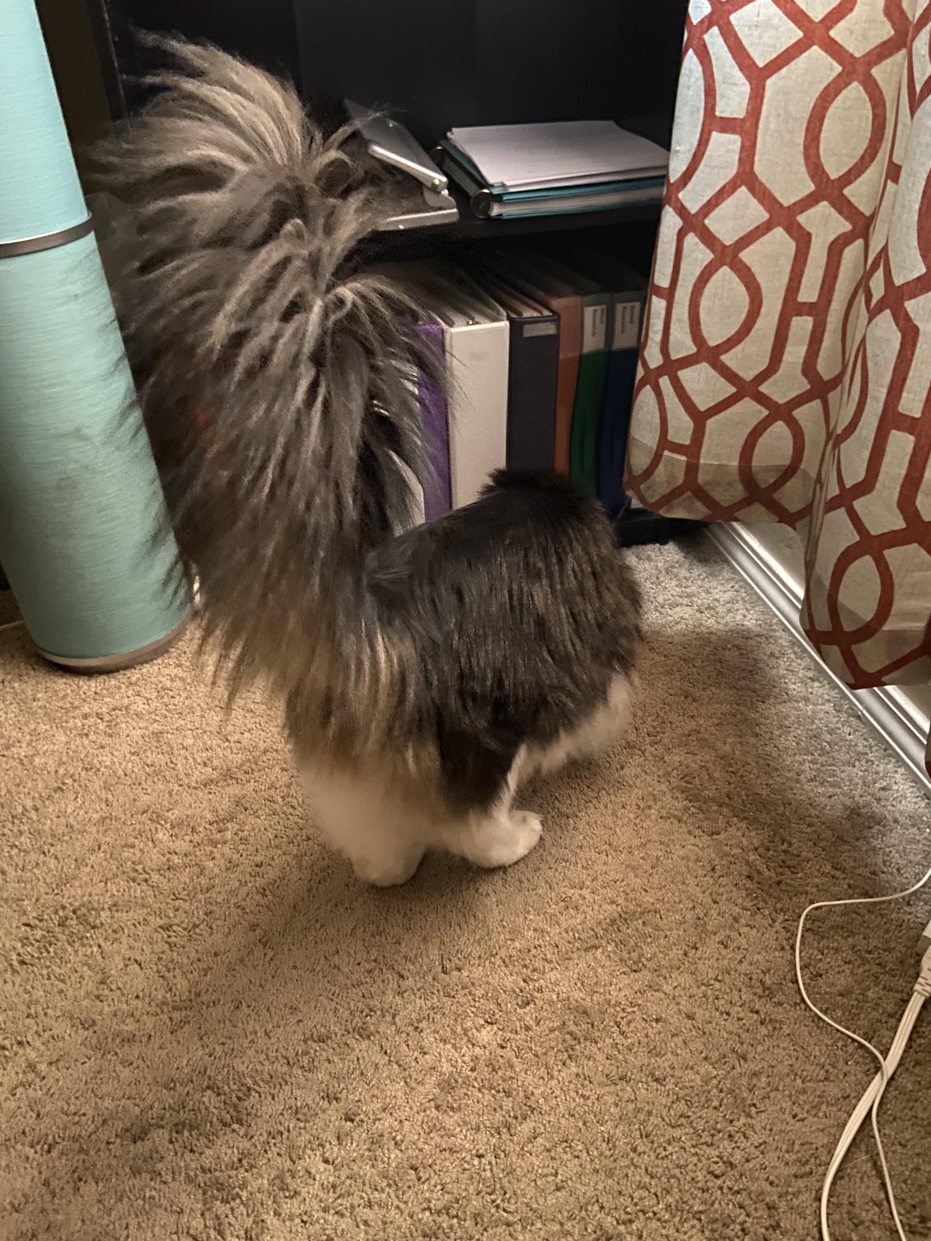 Curious Kitty | Scrolller