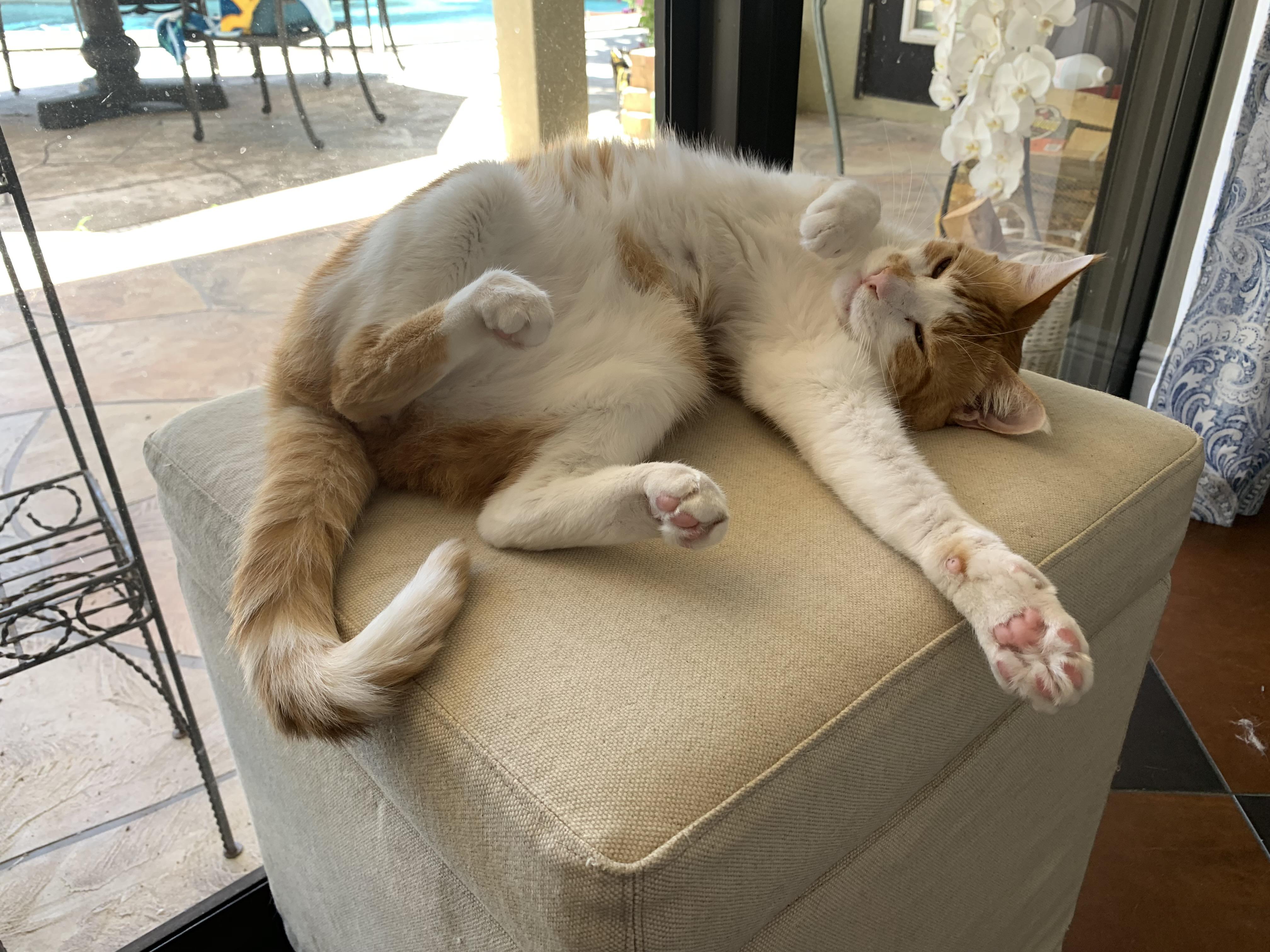 Curled feetsies trio featuring one straightened feetsie | Scrolller