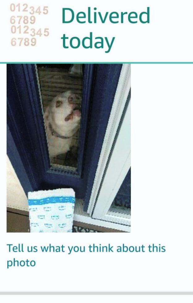 Cute dog greeting delivery man ️ | Scrolller