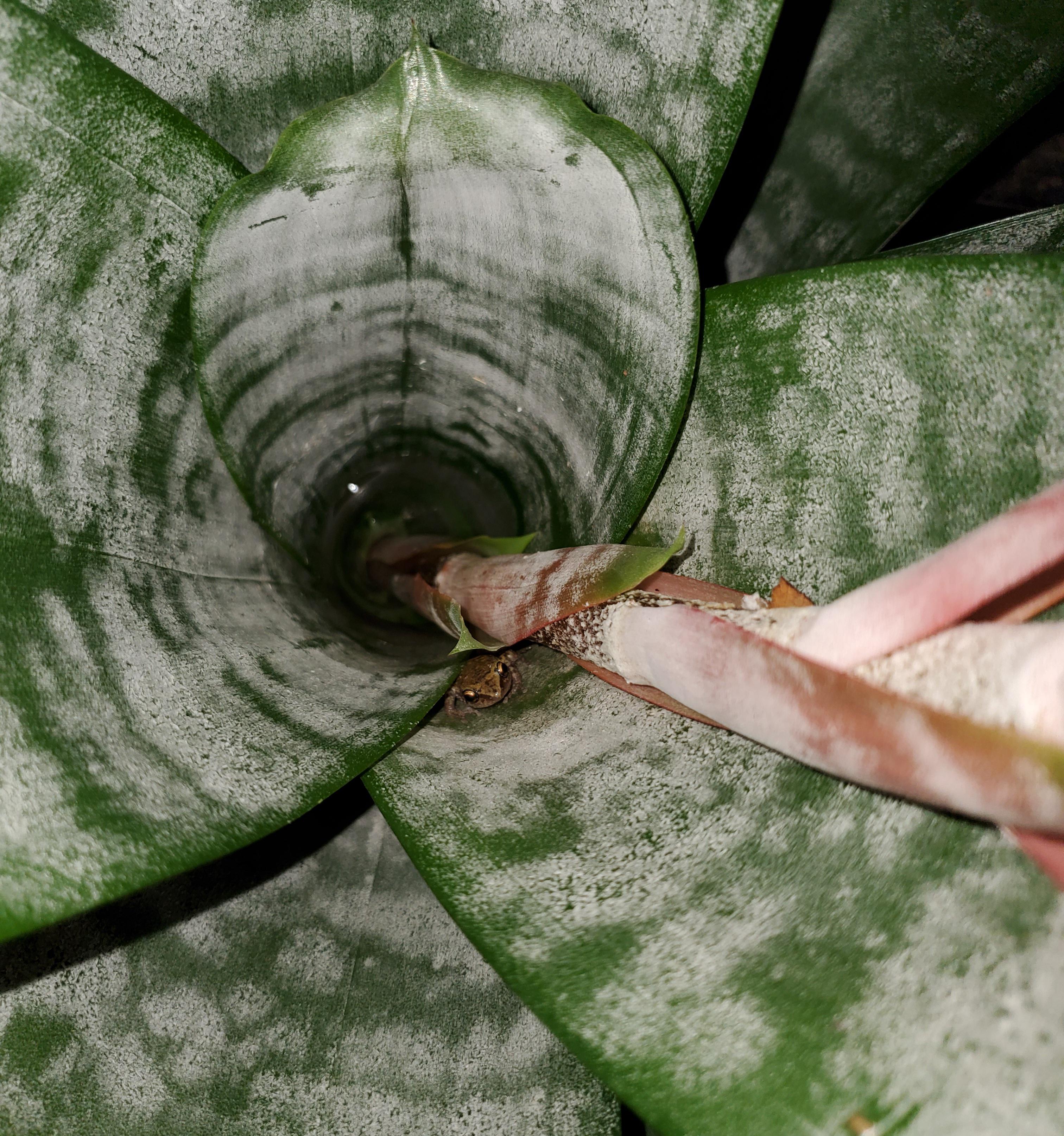 Cute lil guy chilling on my bromeliad! 😊 | Scrolller