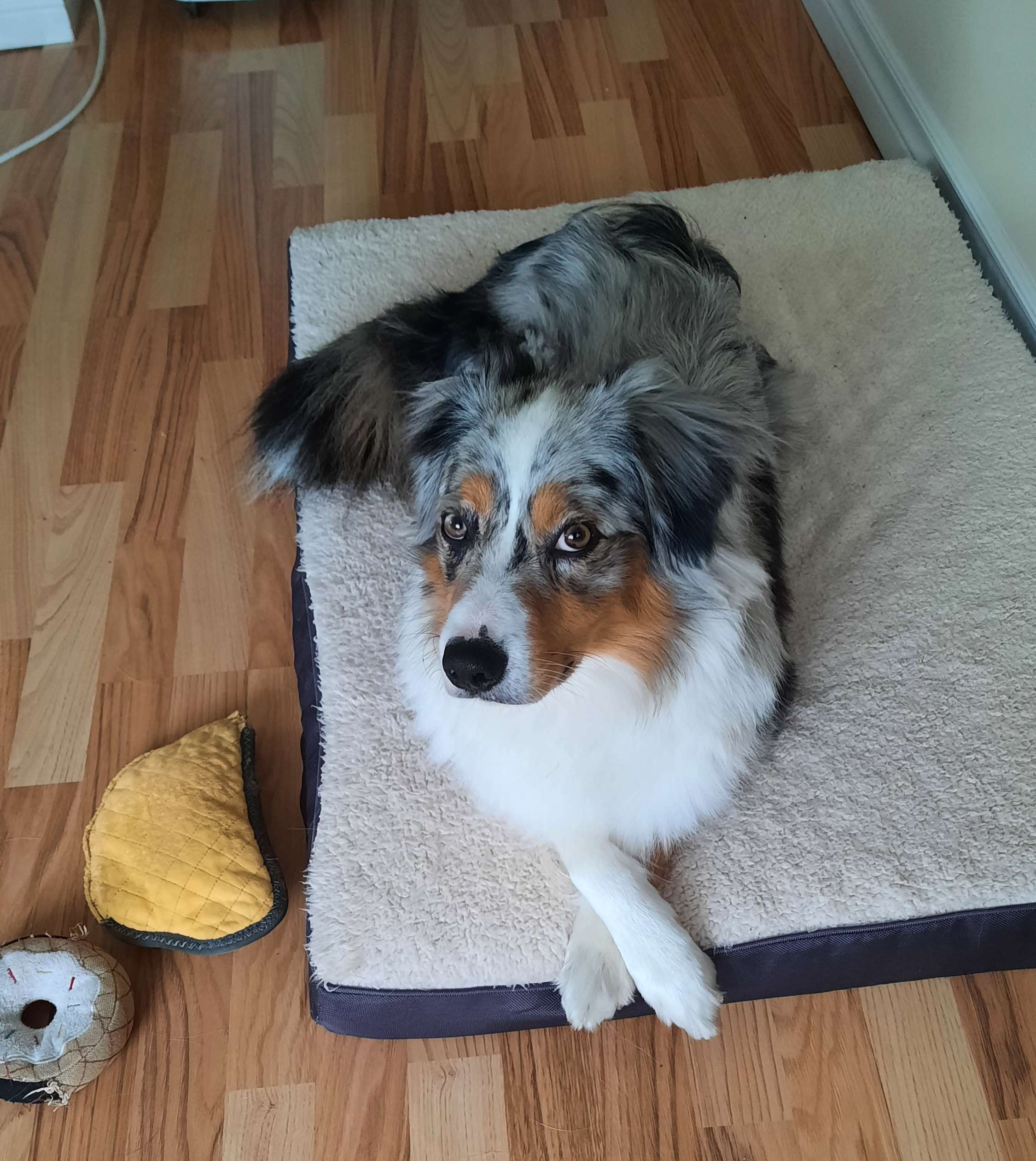 Cute little paw cross while relaxing on his bed. 😊👼 | Scrolller