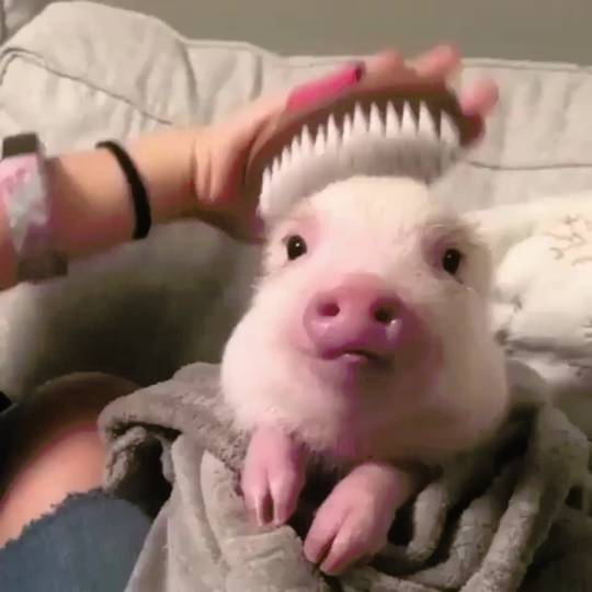 Cute pig. | Scrolller