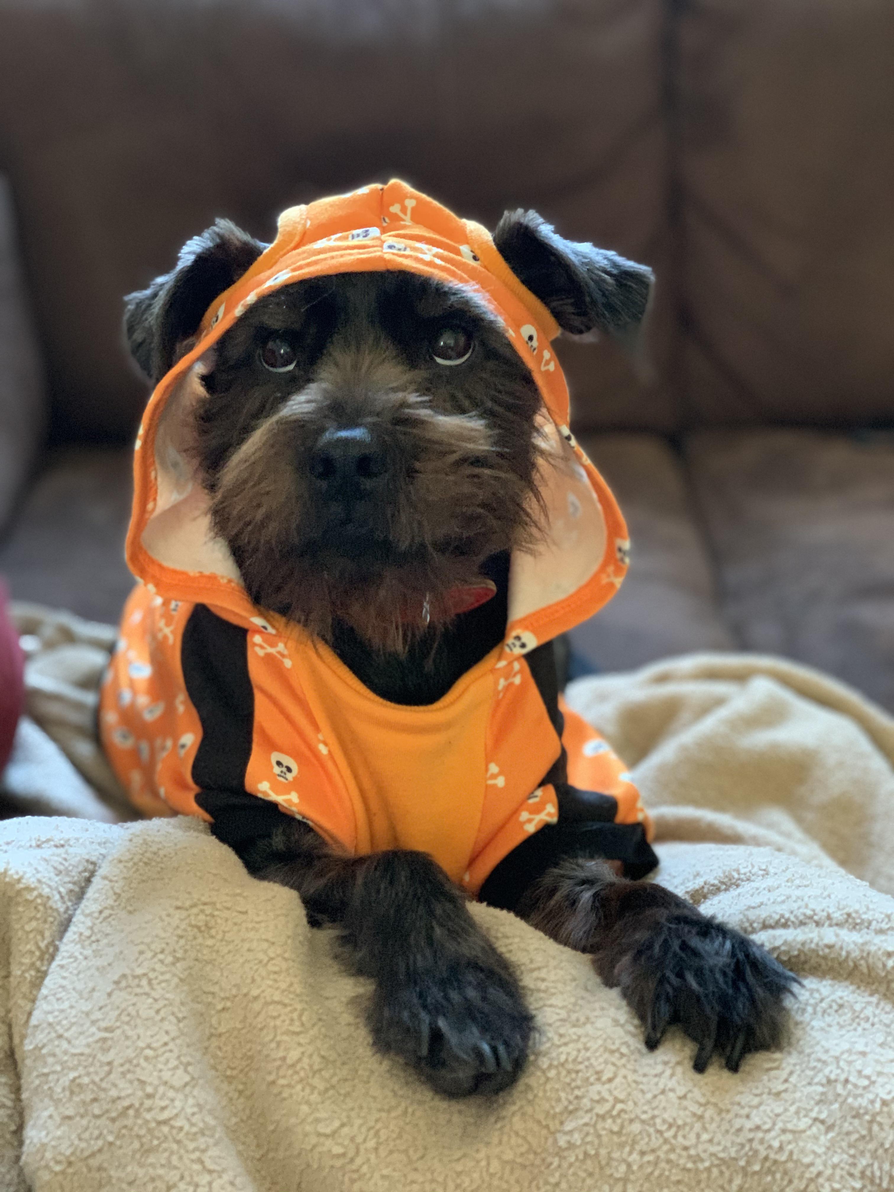 Cute pup ready to trick-or-treat! | Scrolller