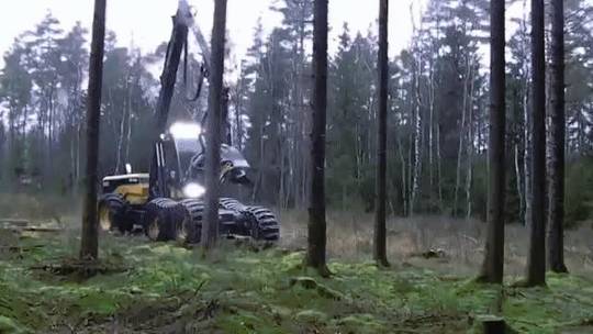 Cutting down trees. | Scrolller