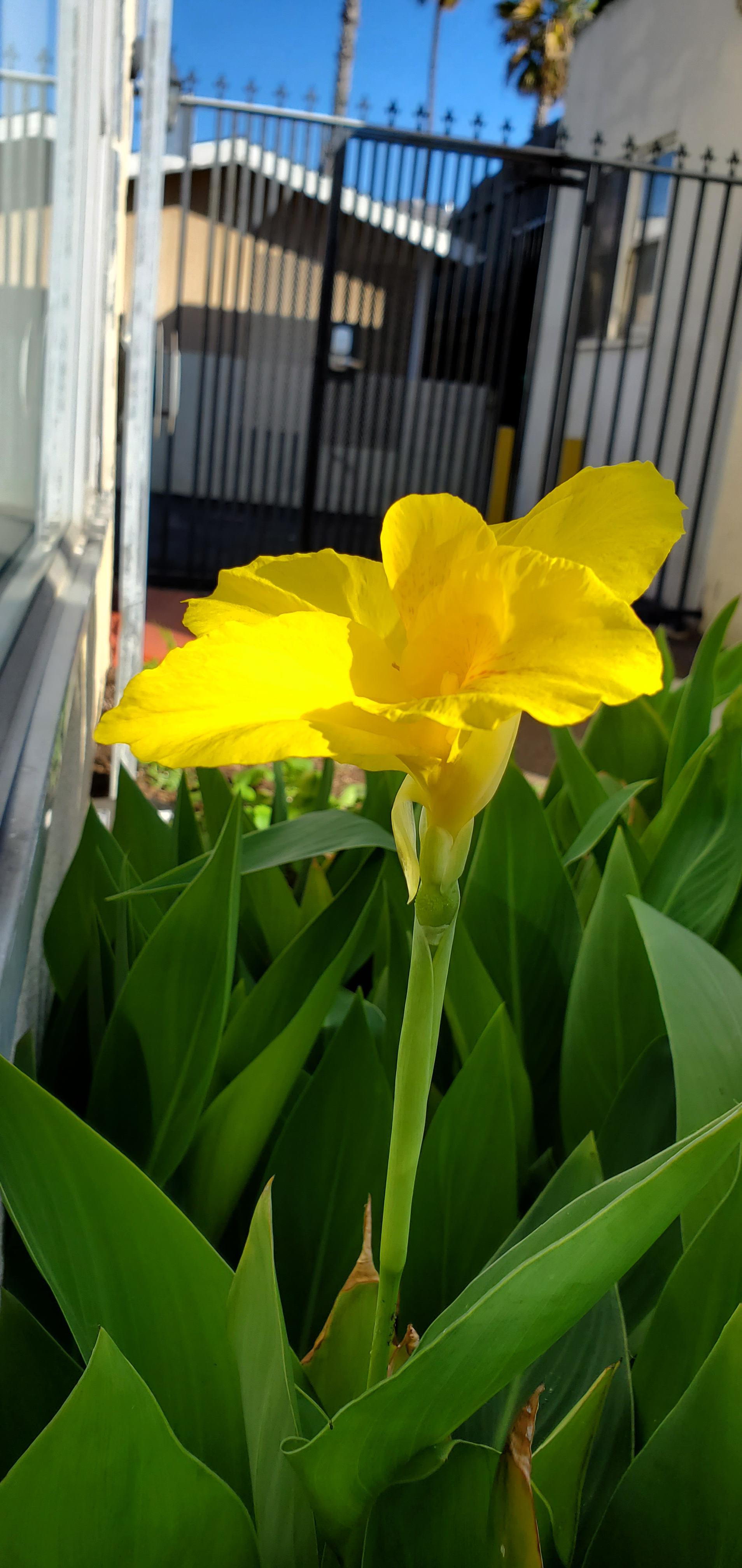 Daffodil! | Scrolller