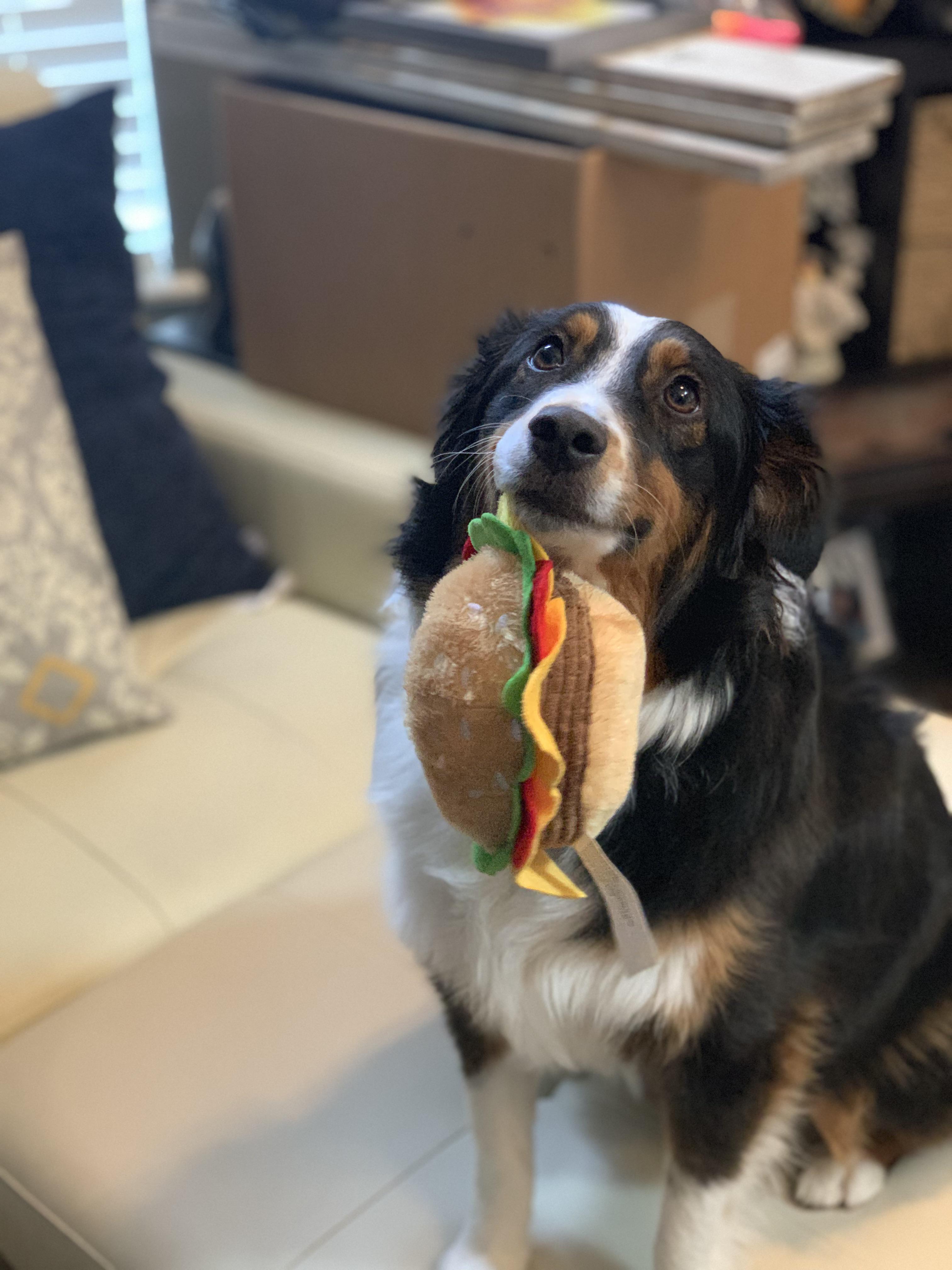 Daisy and her new favorite toy. | Scrolller