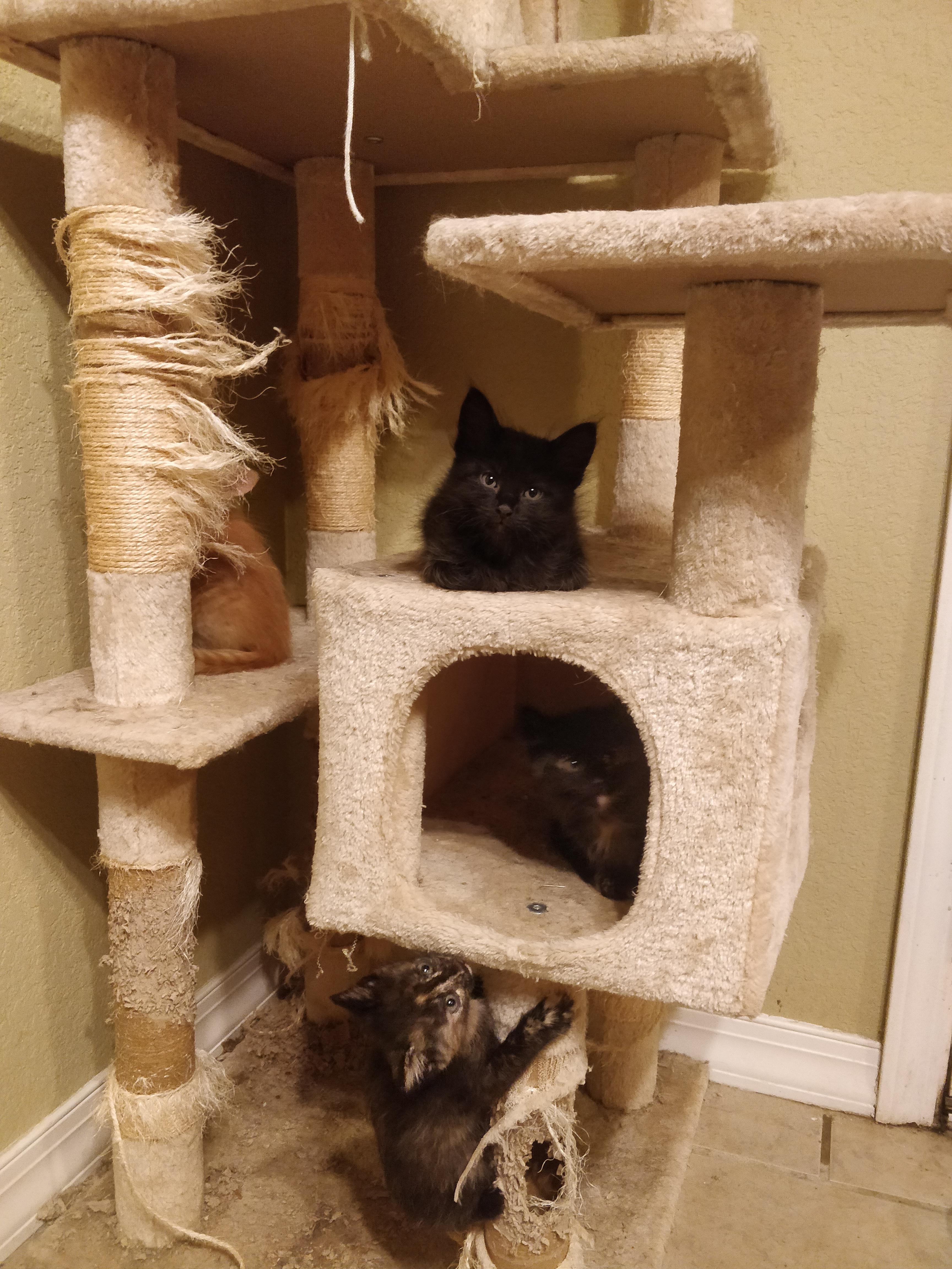 Day 43: They discovered the cat tree is for climbing | Scrolller