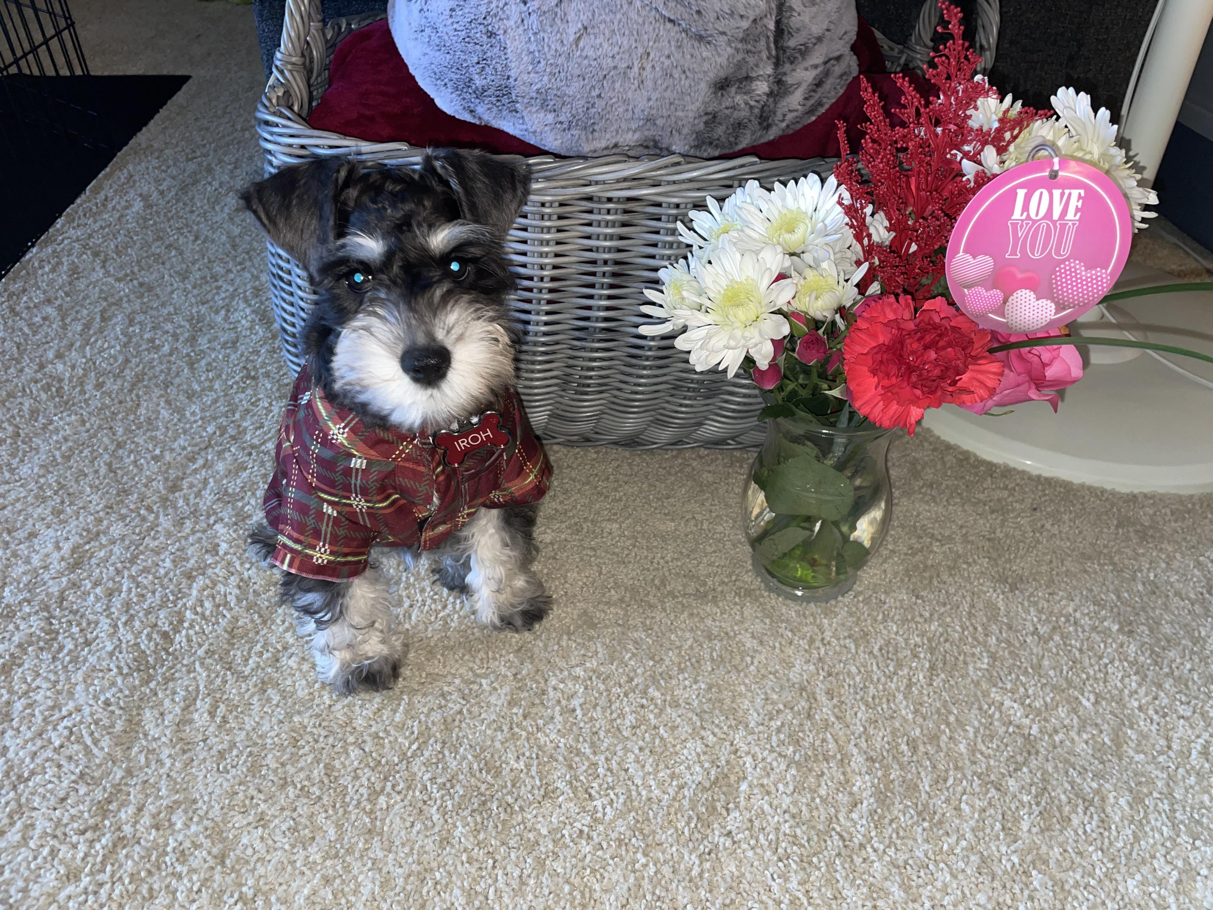 Day late, but Iroh wishes everyone a happy v-day! | Scrolller