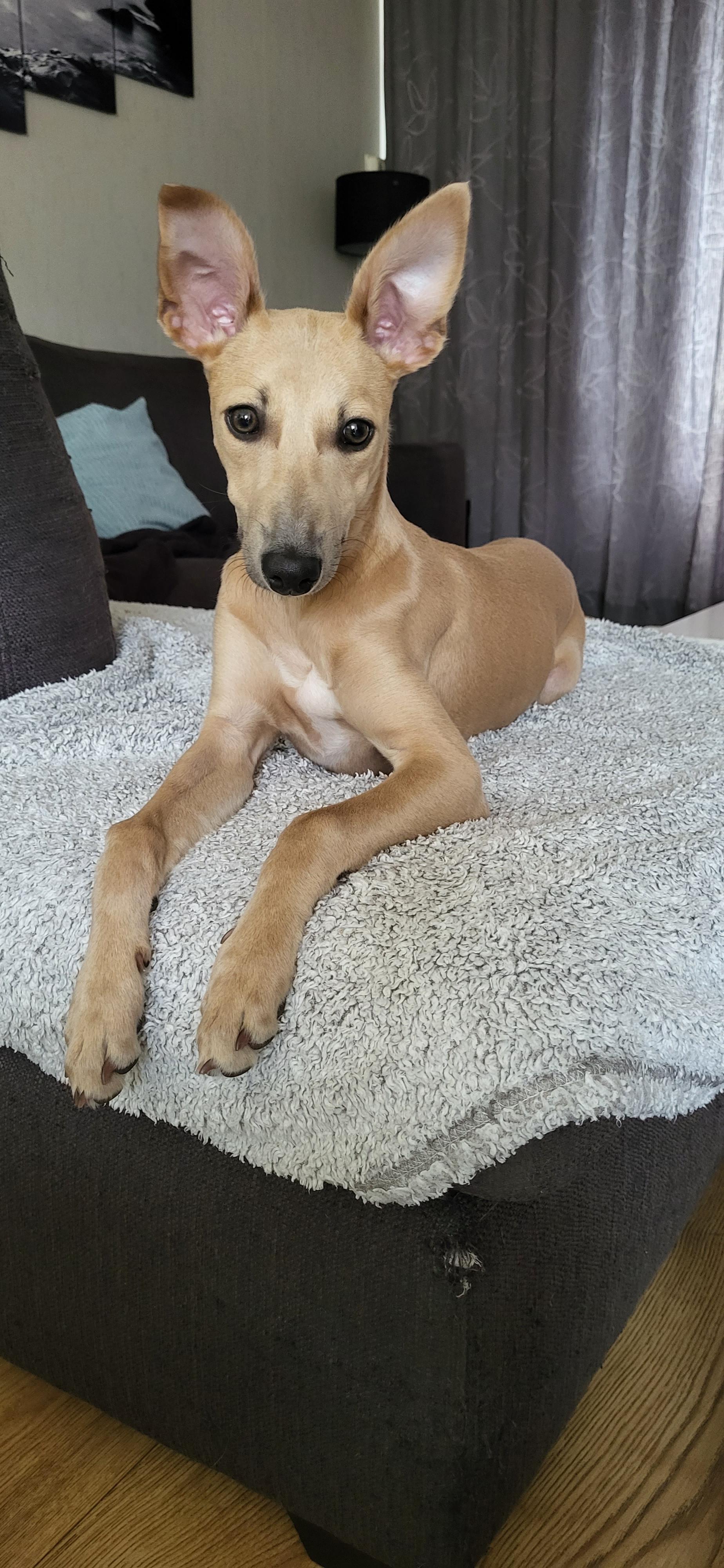 Did anyone elses pup go trough an awkward big ear stage? haha | Scrolller