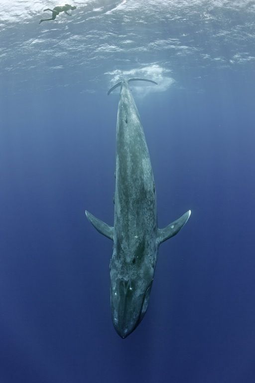 Diving giant | Scrolller