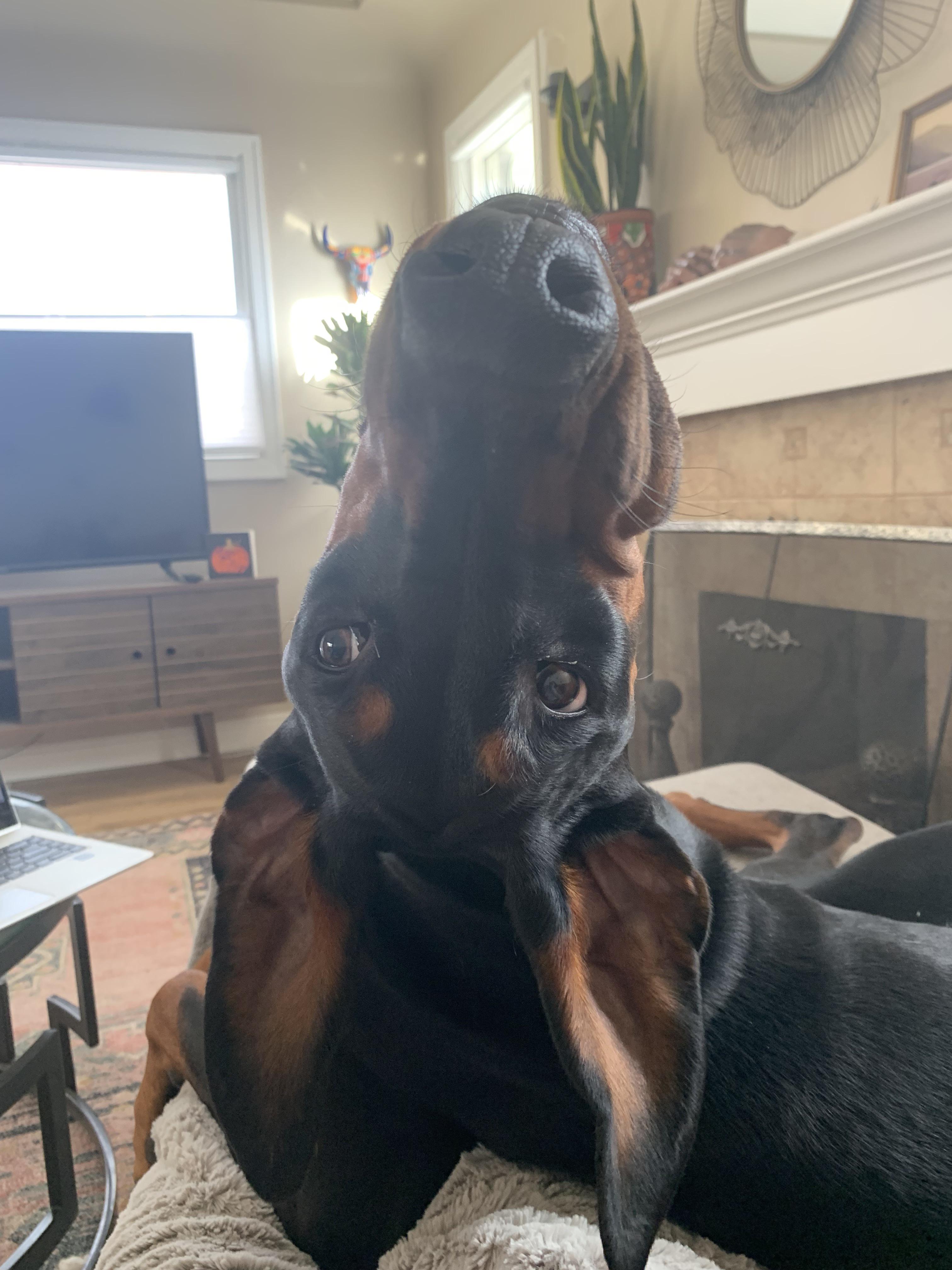 Does anyone do bite work at home? Pic of my boy for attention, more detailed question in ...