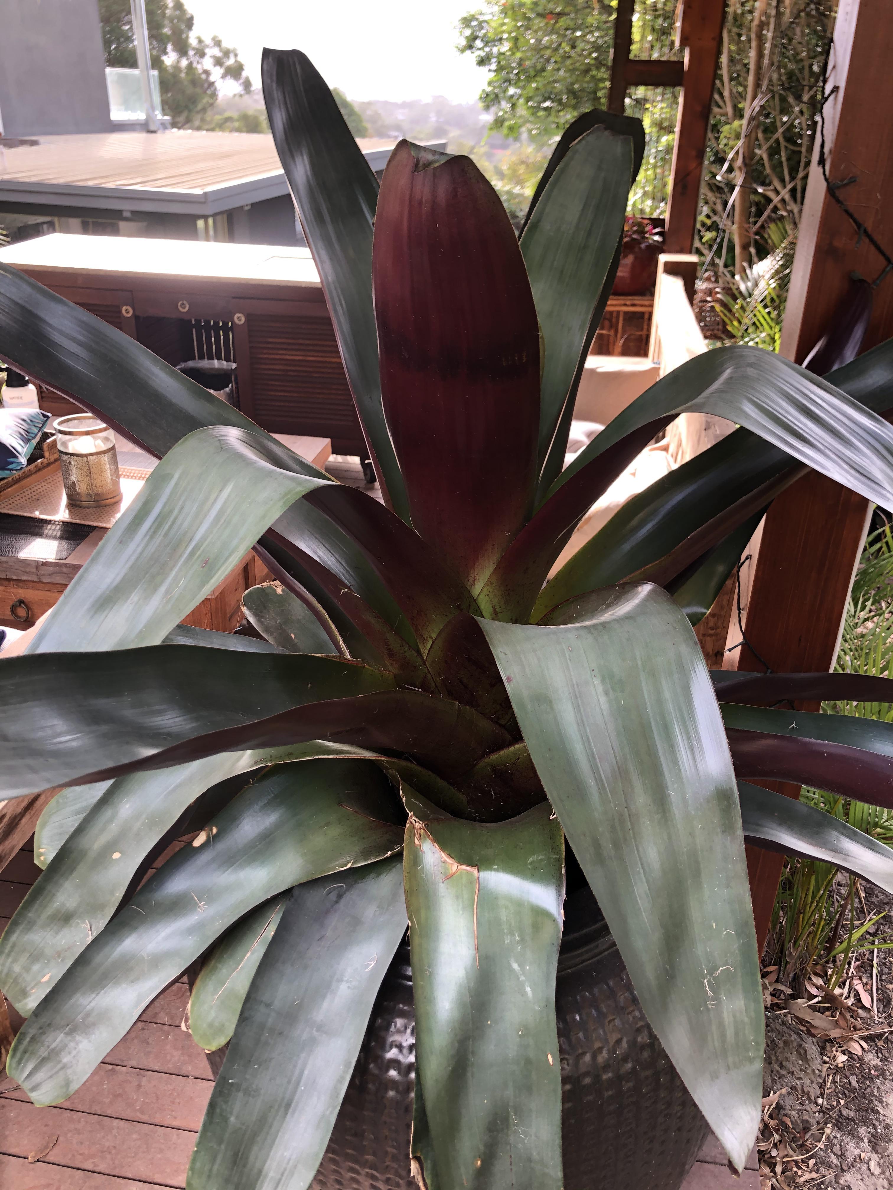 Does anyone know what’s causing saggy leaves on this bromeliad? Is it deficient in something ...