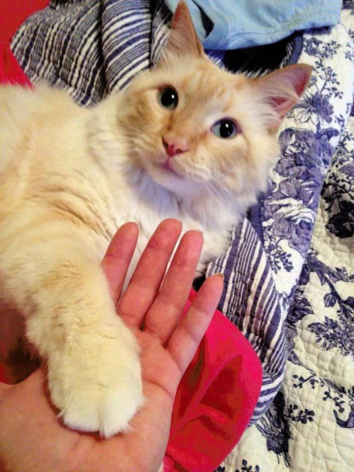 Does Artie’s big paw count? | Scrolller