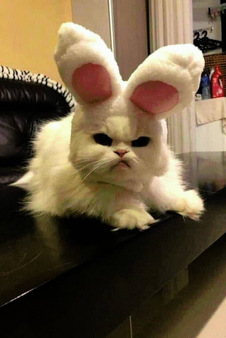 Does Not Like The Hat Scrolller