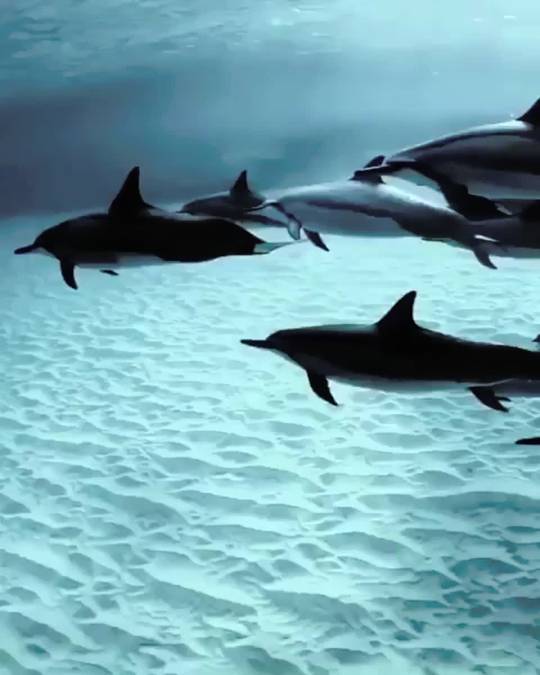Dolphins coasting through crystal waters | Scrolller