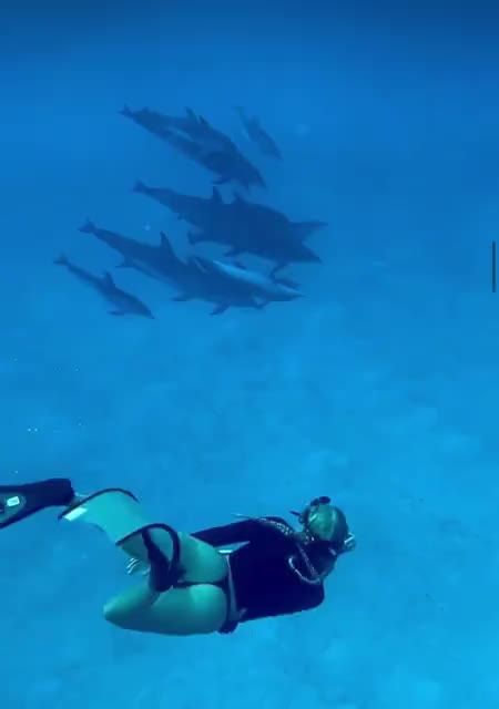 Swimming with dolphins in Jamaica | Scrolller
