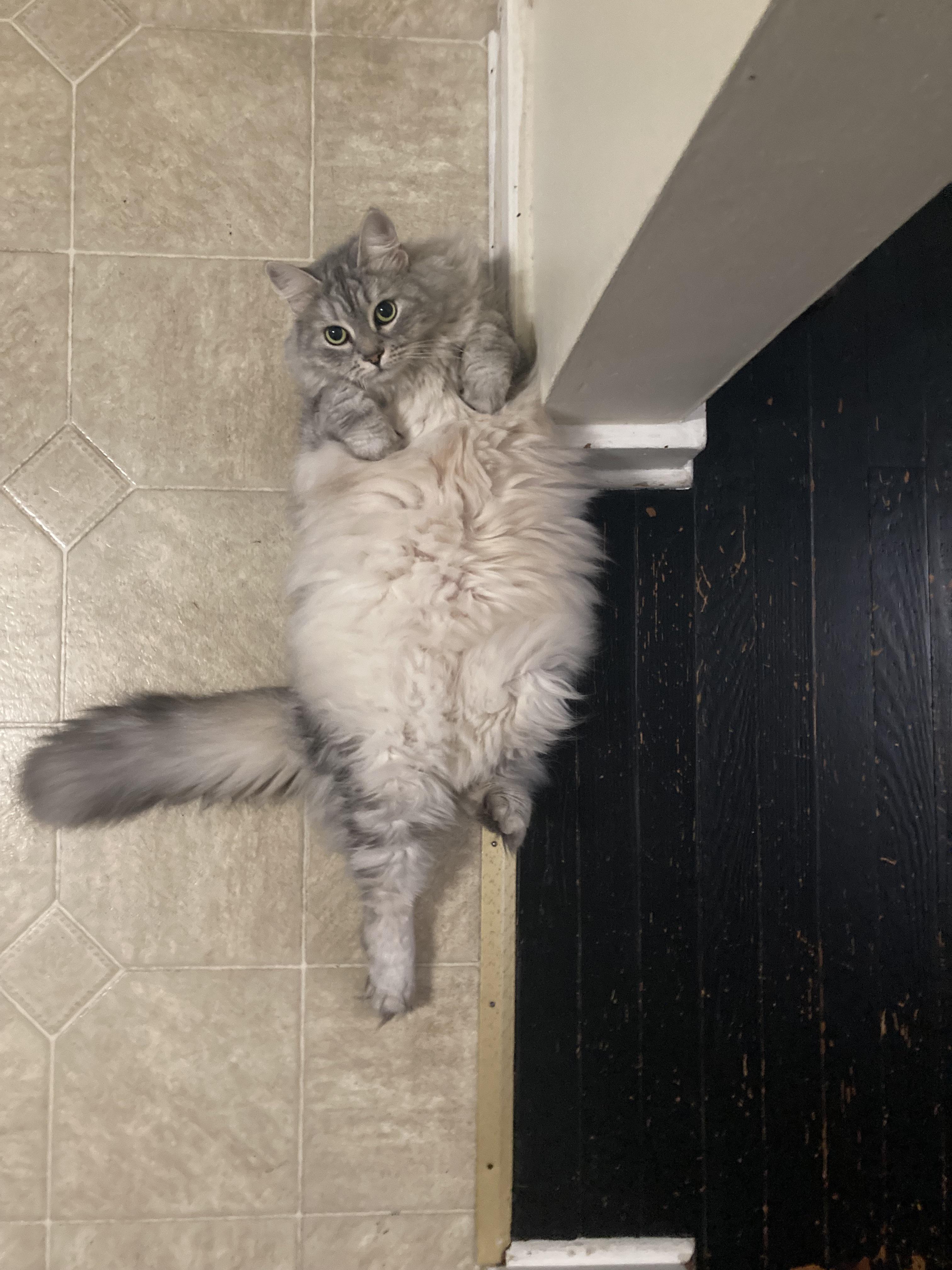 Don’t touch the floof! | Scrolller