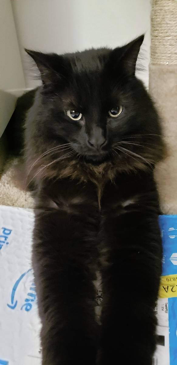 Dorian practicing his refined look | Scrolller