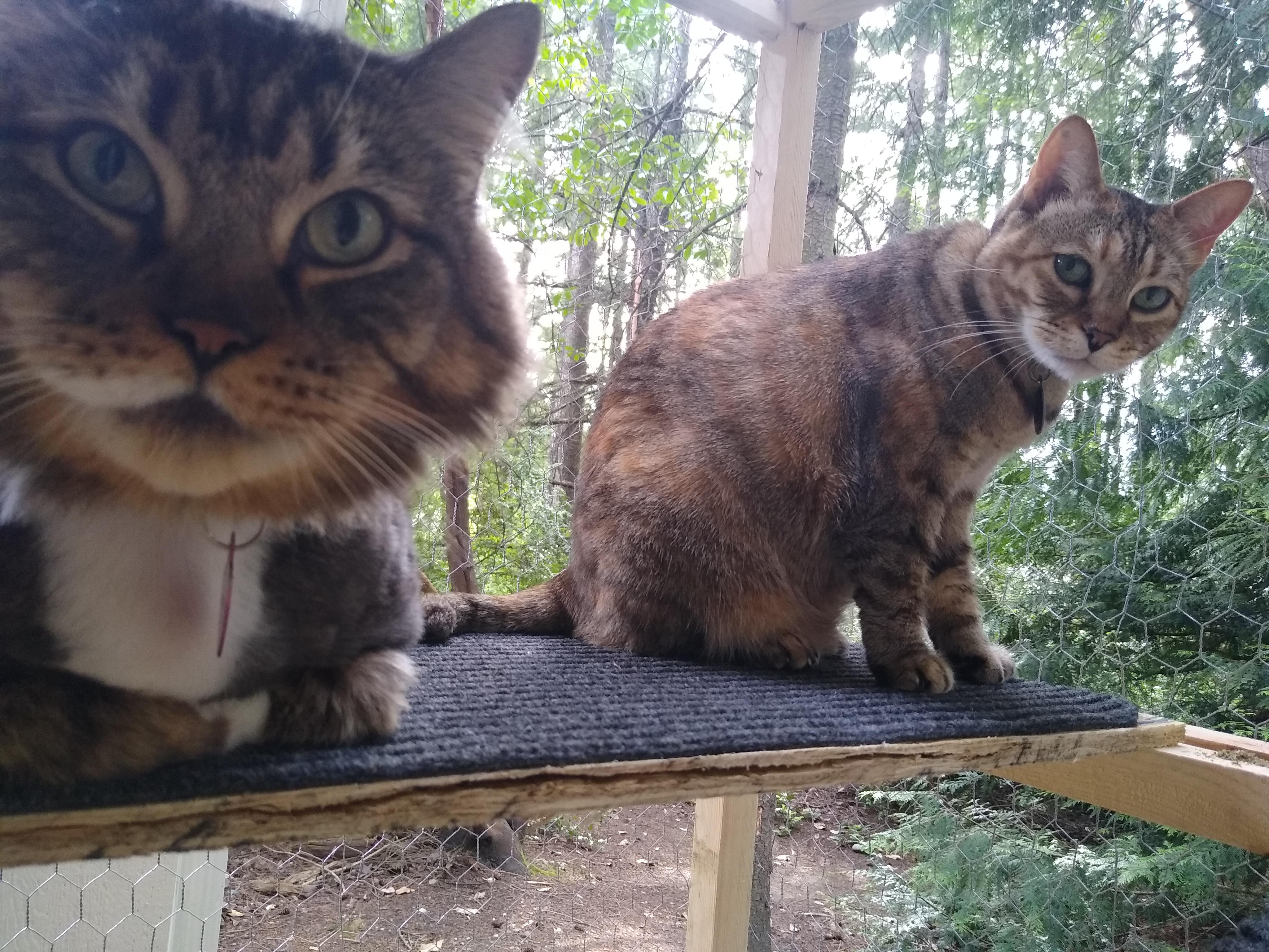 Double peanuts on the new catio! | Scrolller