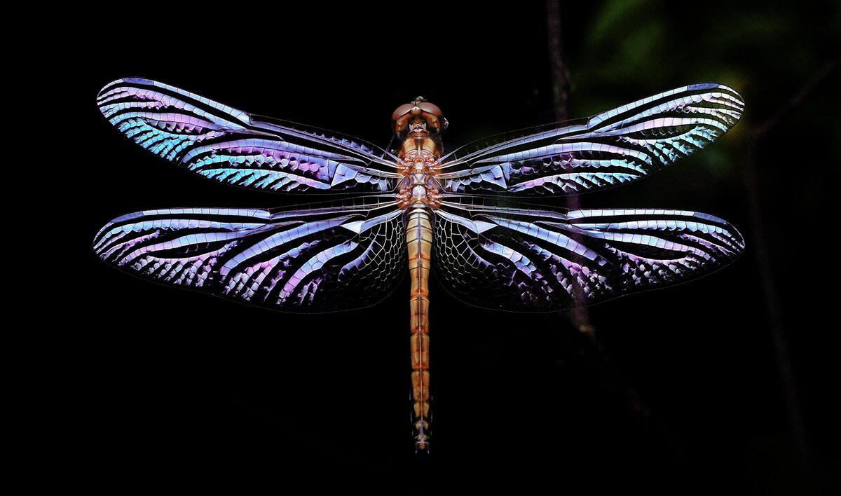 Dragonfly | Scrolller