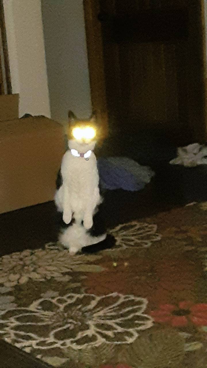 Enjoy my cryptid | Scrolller