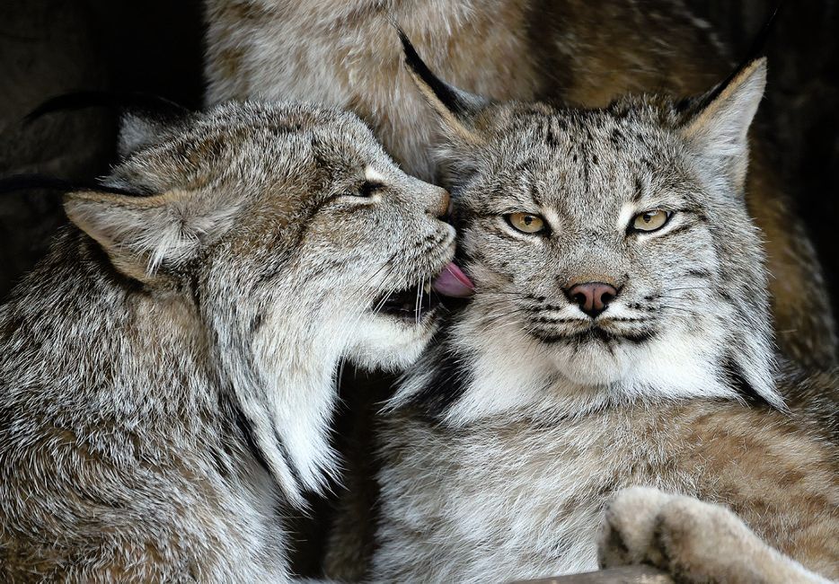 Eurasian lynx | Scrolller