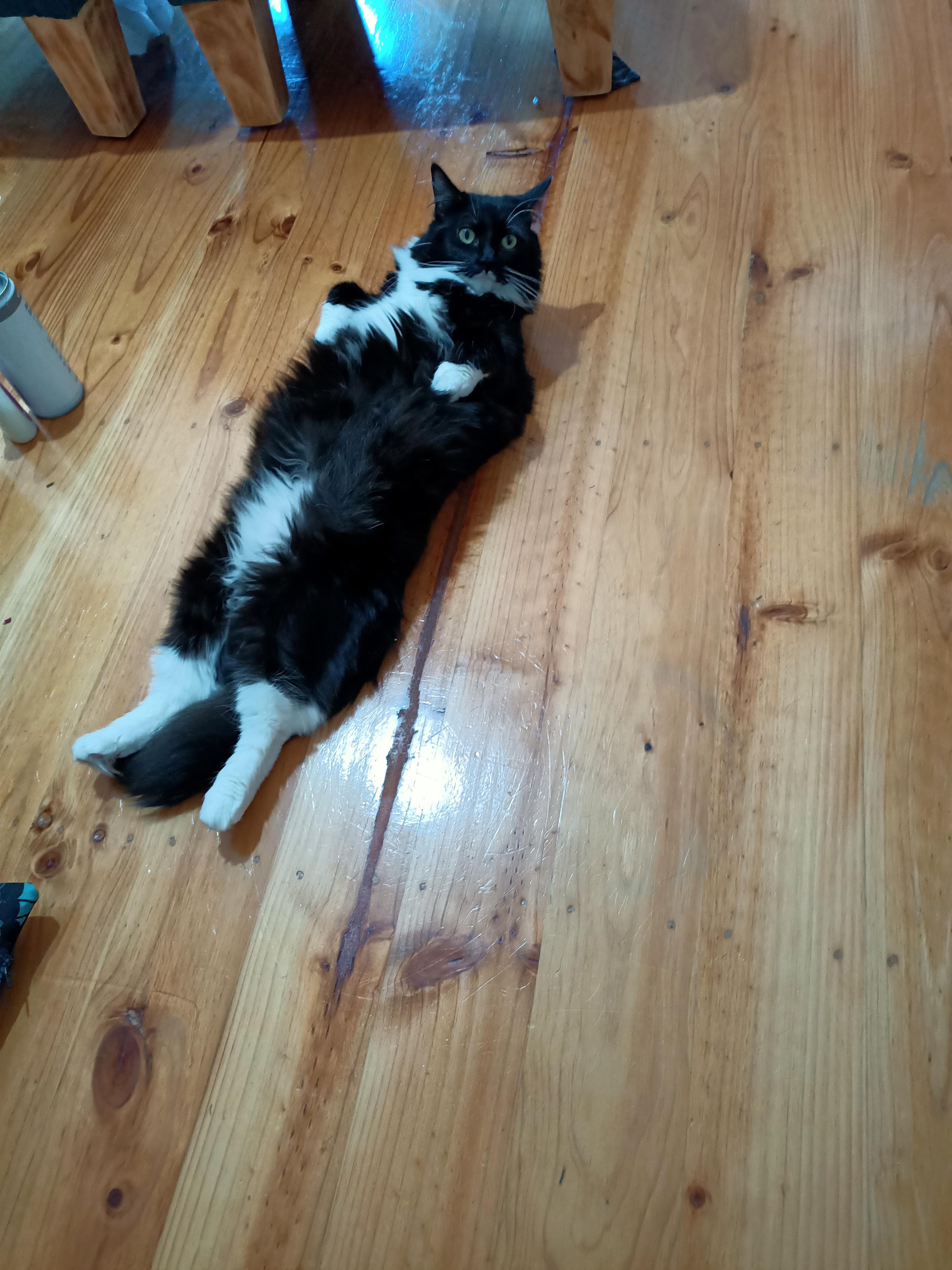 Everyone meet Lyra, she loves showing her belly | Scrolller