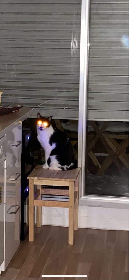 Evil Cat Scrolller