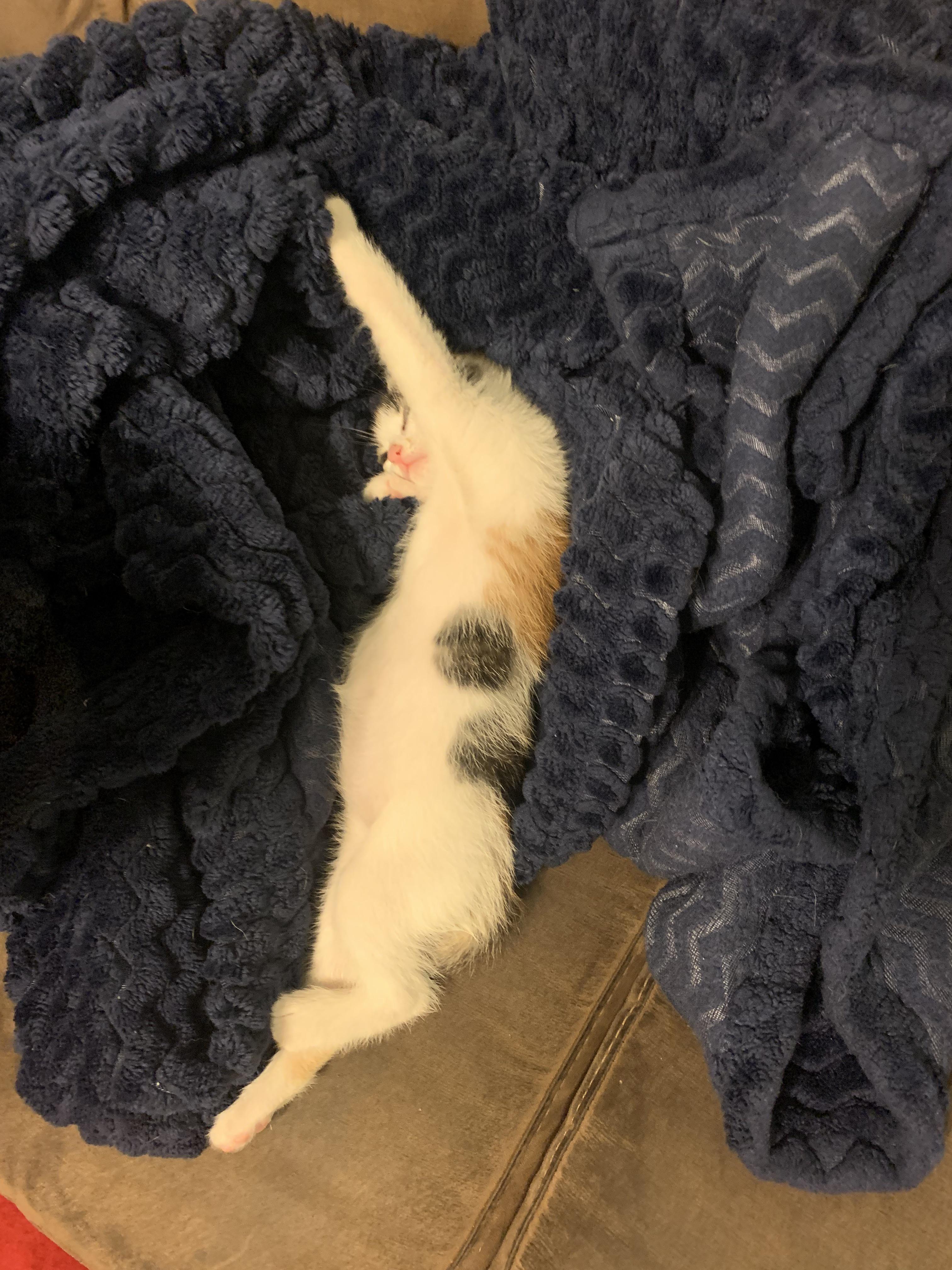 Extra Smol and Extra Long | Scrolller