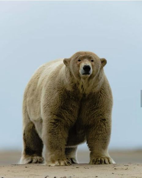 Fat Bear | Scrolller