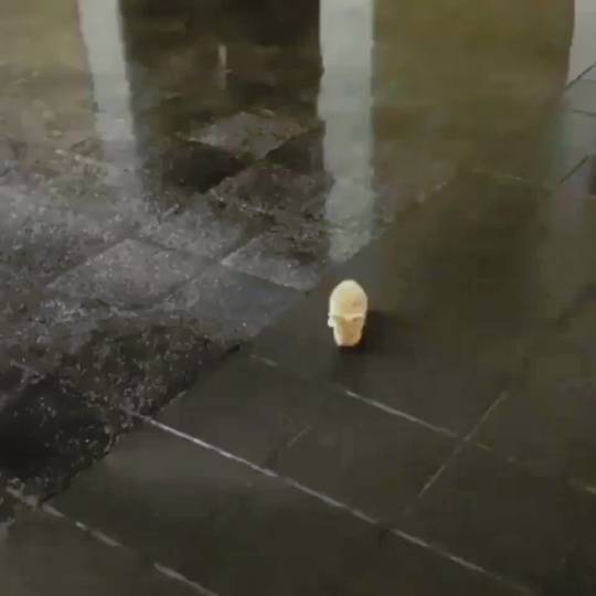 Fearless apex predator | Scrolller