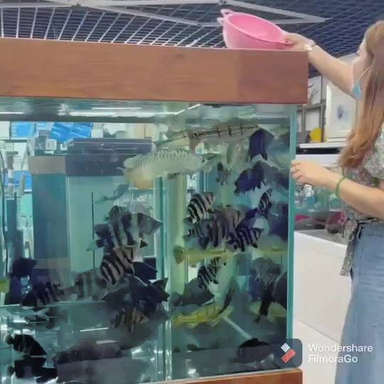 Feeding predatory fish | Scrolller