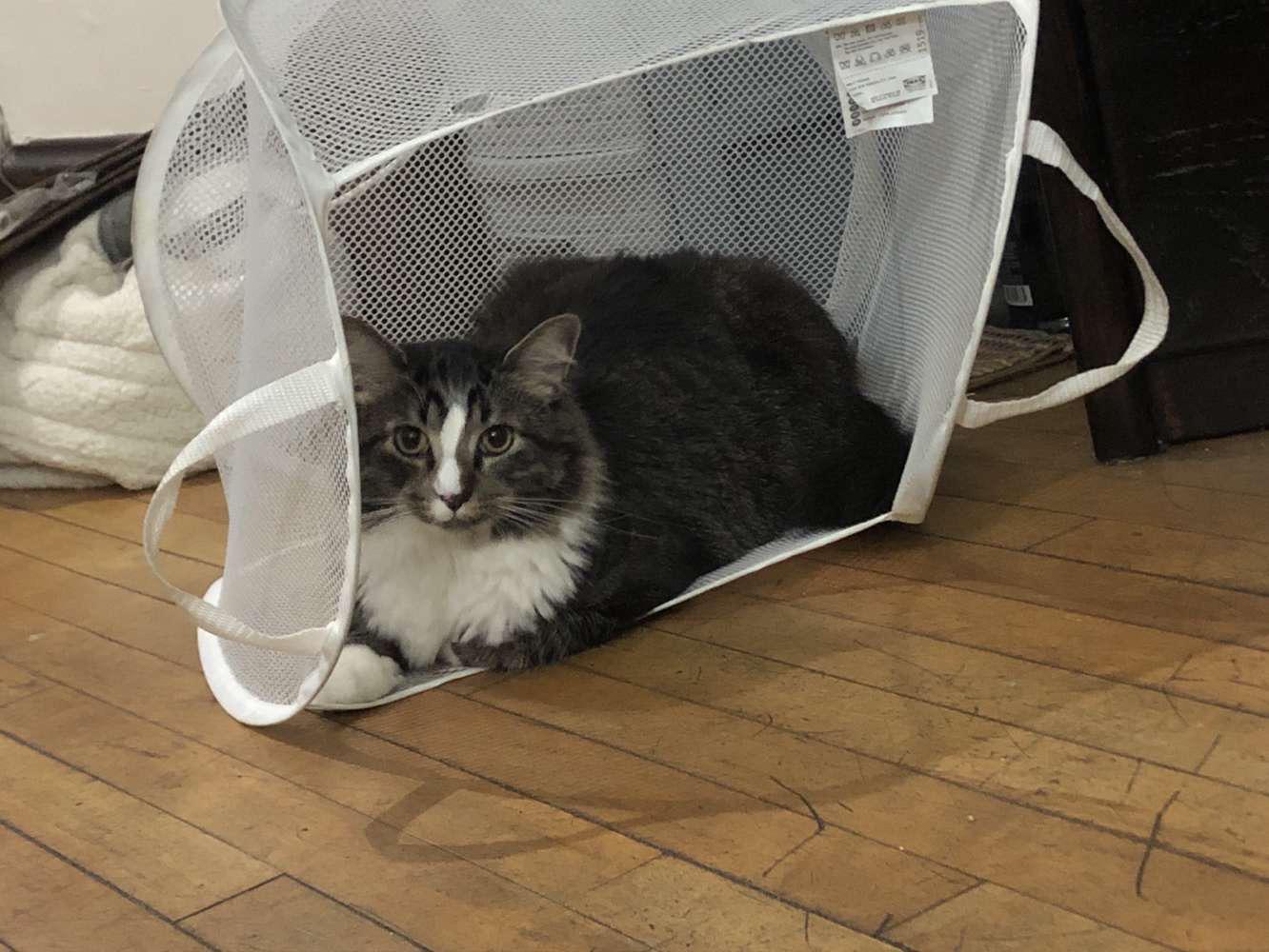 felix in the laundry basket | Scrolller