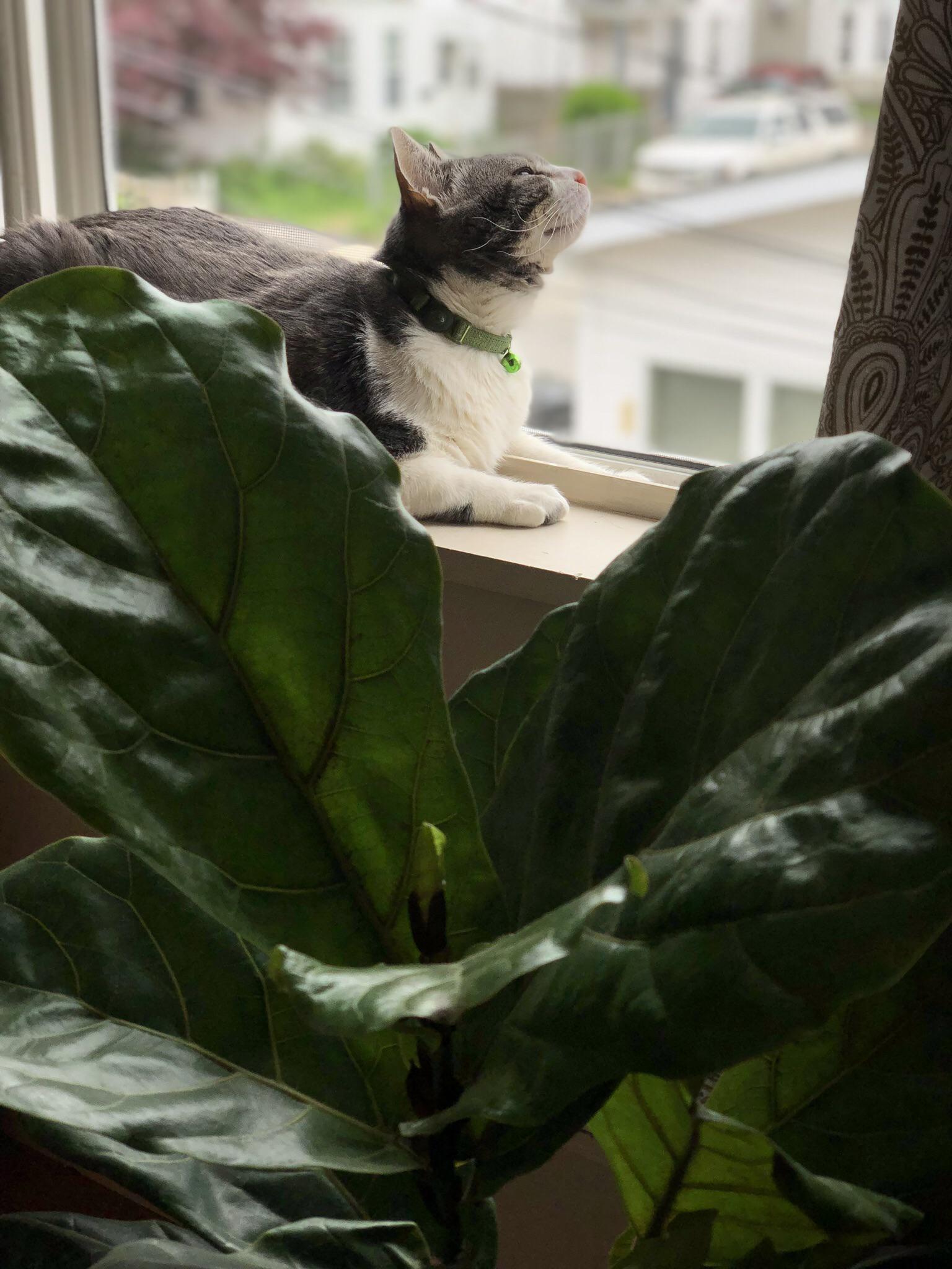 Fiddle Leaf Fig ft. Fern | Scrolller