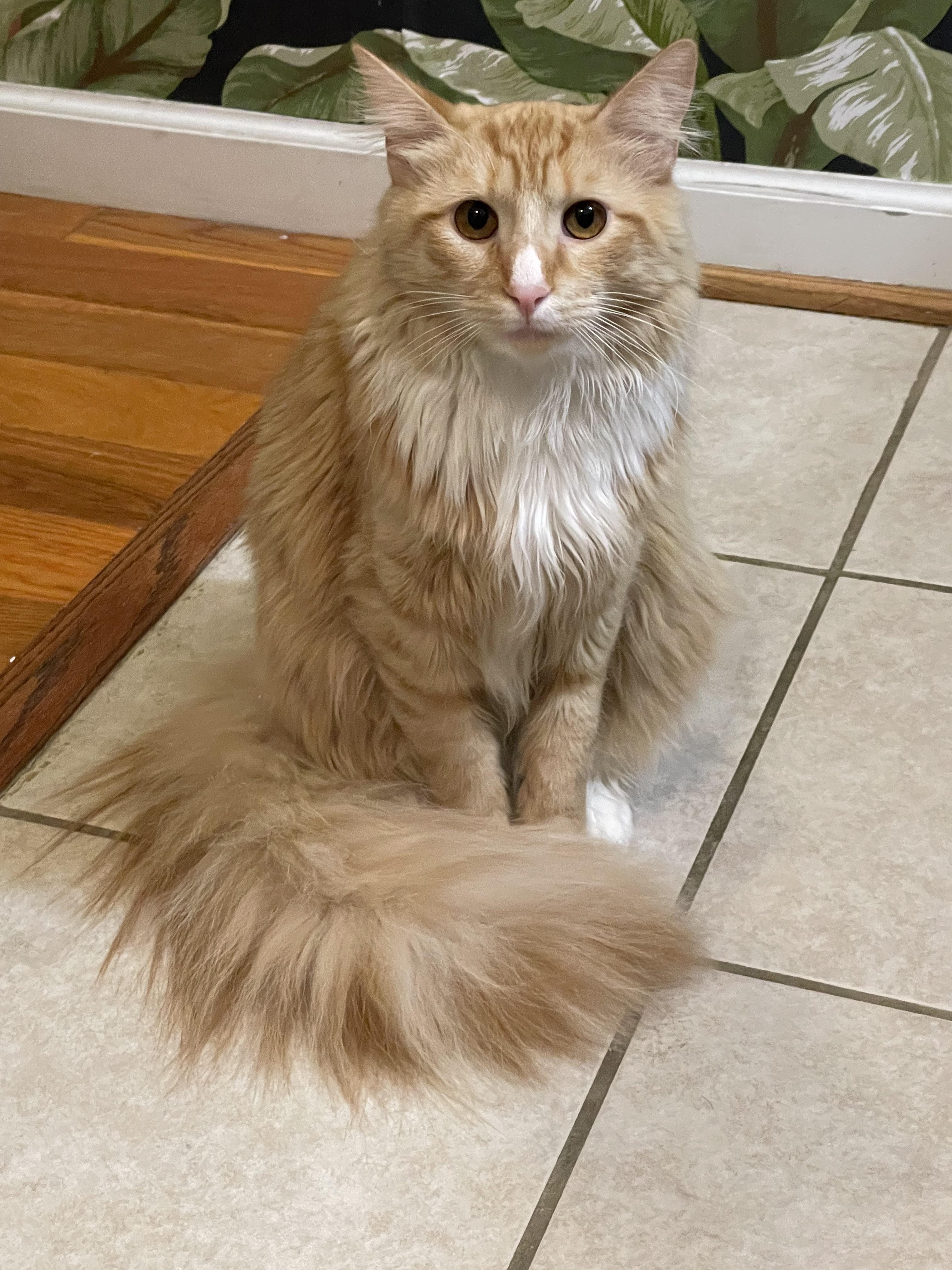 Finally got a picture of Murph wrapping his floofy tail around his feet | Scrolller