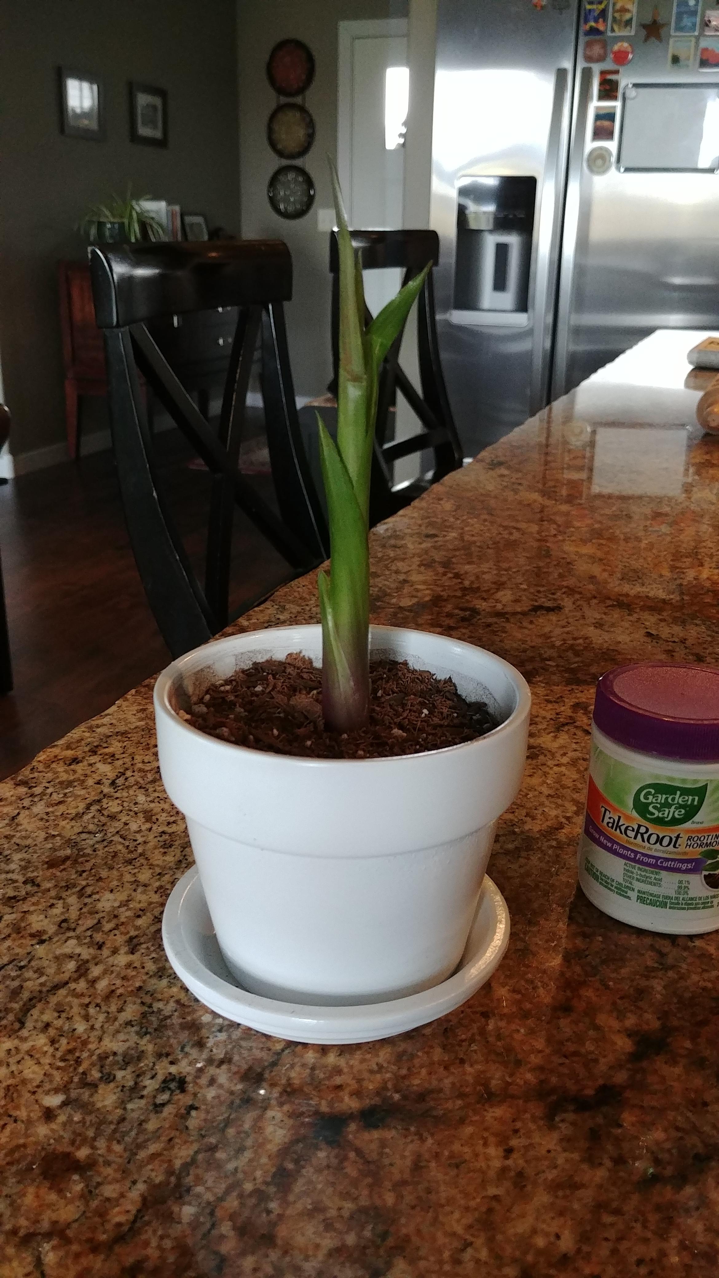 First bromeliad pup transplant (vresia) - how to water?! | Scrolller