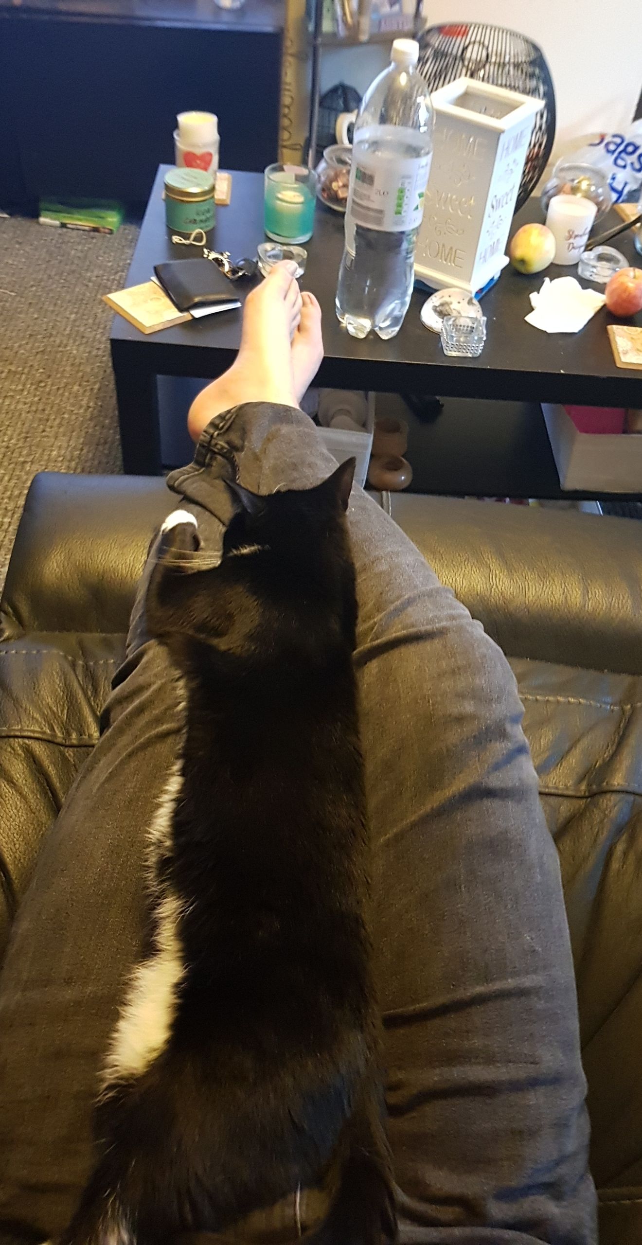 (First post) this is my friend's l o n g e c a t Vinny! | Scrolller