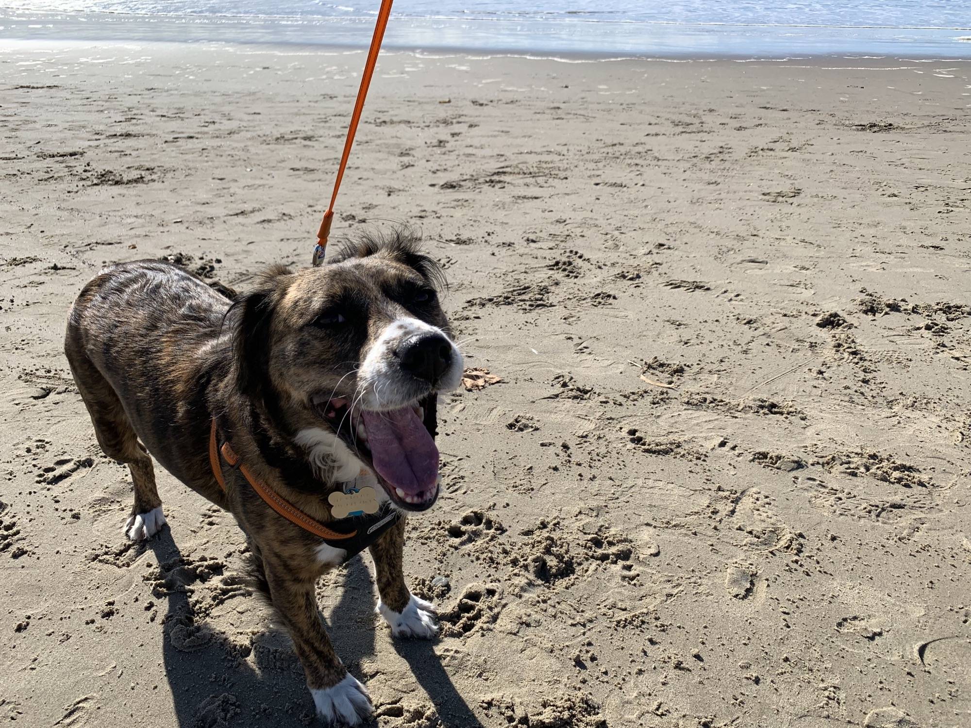 First time at the beach for our mountain pup | Scrolller