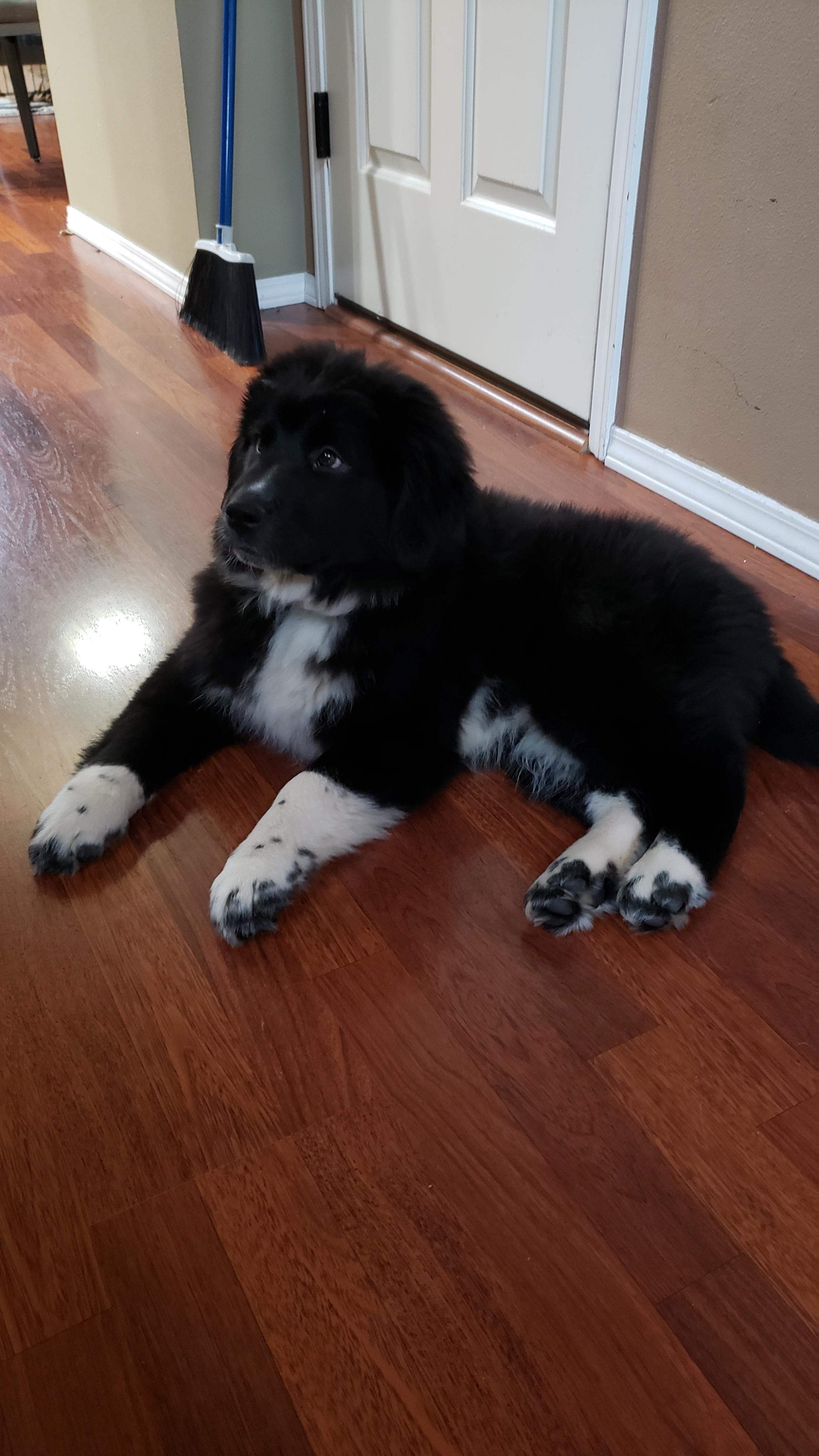 First time owners here, meet Flapjack our 14 week old newfie! | Scrolller